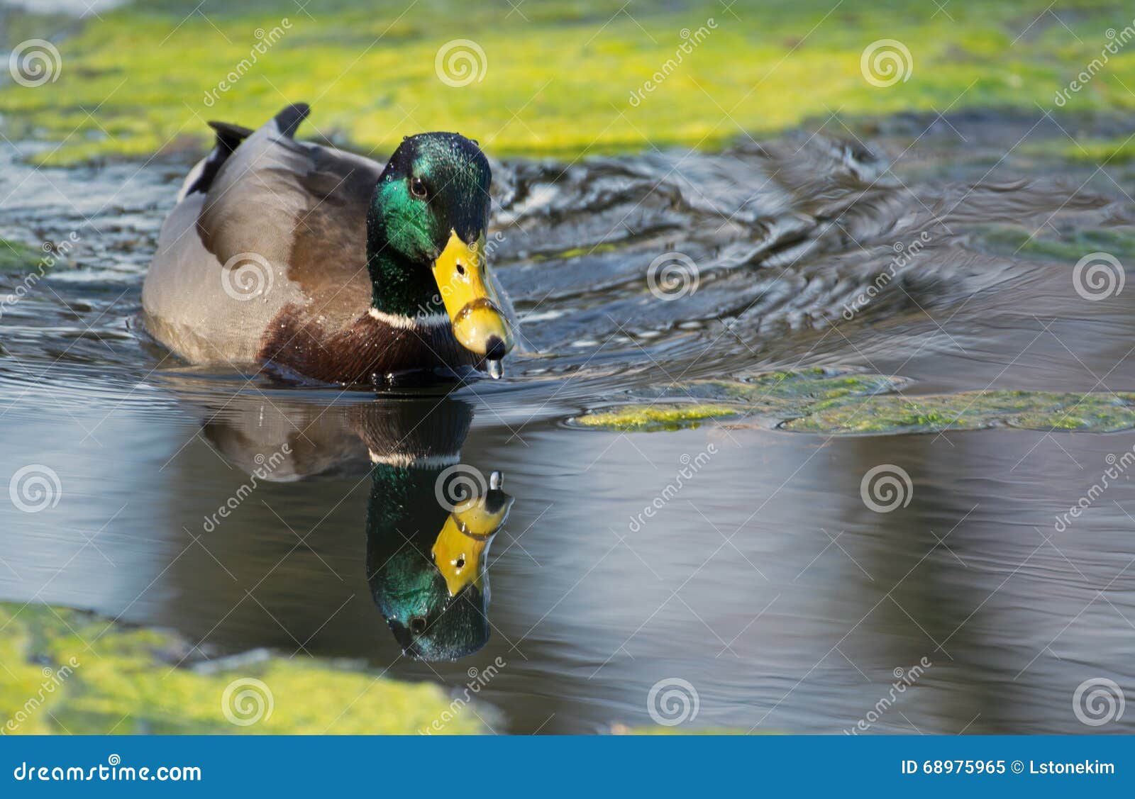 Mallard Duck Reflection in Water Stock Image - Image of mallard, beak ...