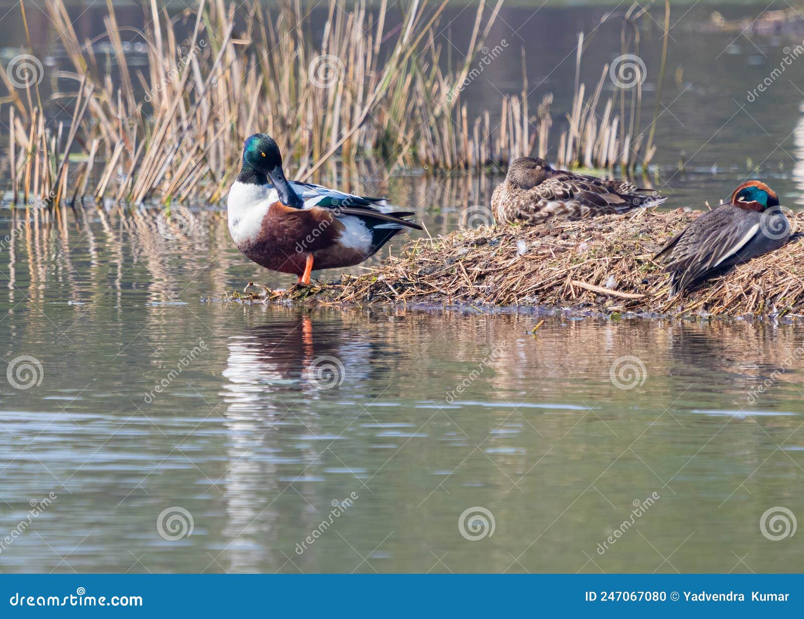A Mallard Resting in lake stock photo. Image of adult - 247067080