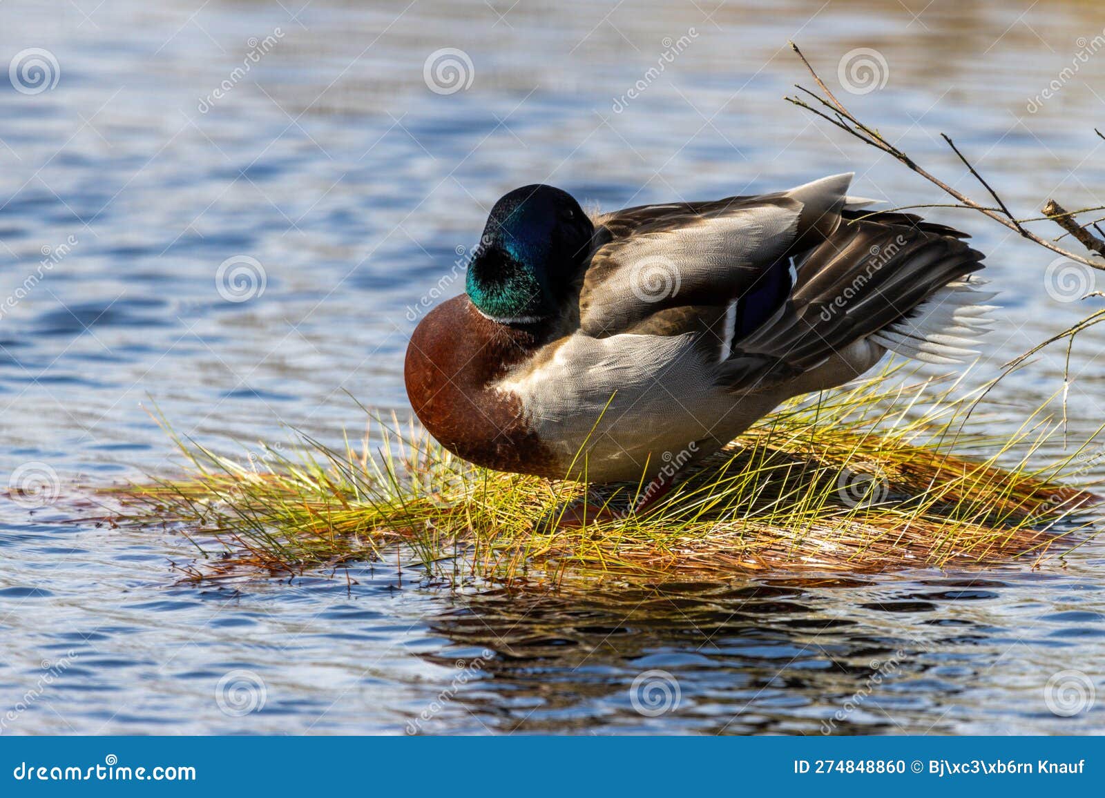 Mallard resting stock photo. Image of focus, outdoor - 274848860