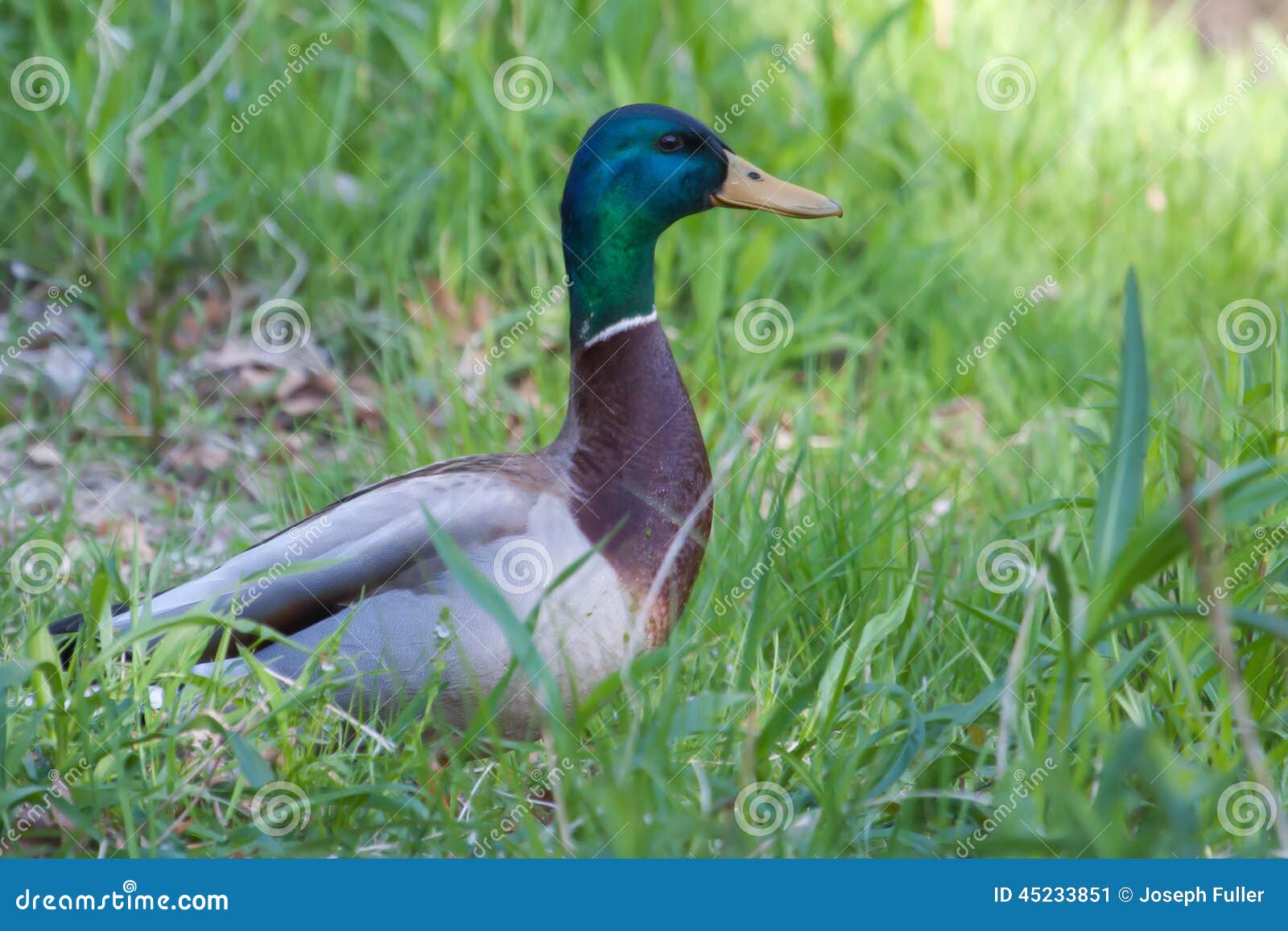 Mallard Side View Portrait in Soft Focus Stock Image - Image of beak ...