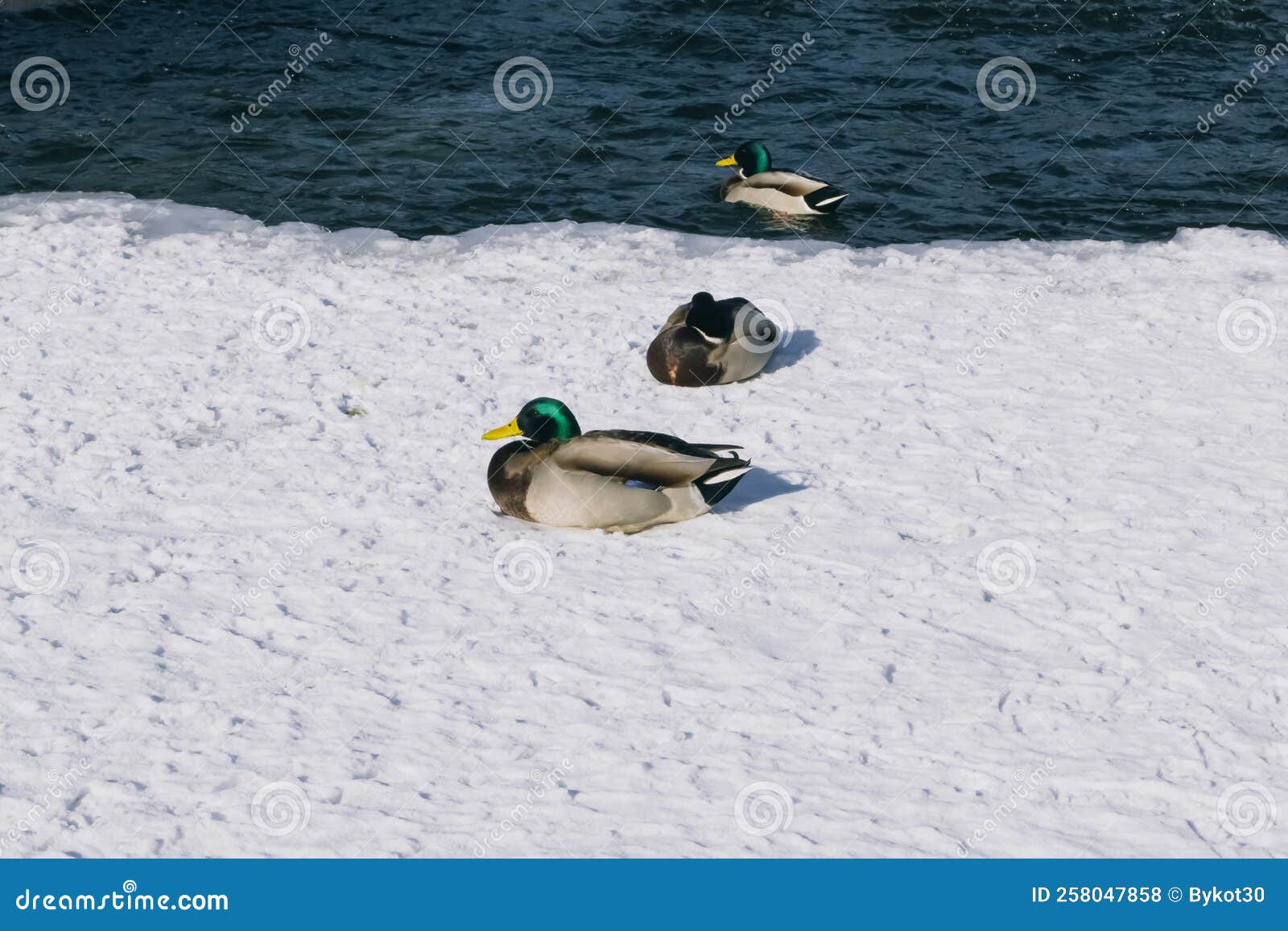 Mallards in the Snow. Birds in Nature Stock Photo - Image of mallards ...