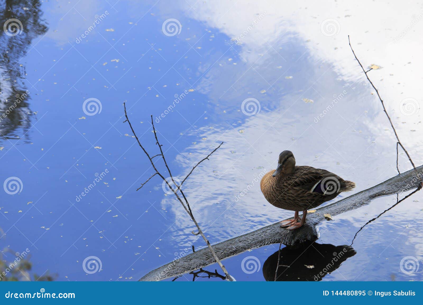 Mallard stand on a tree stock image. Image of reflected - 144480895