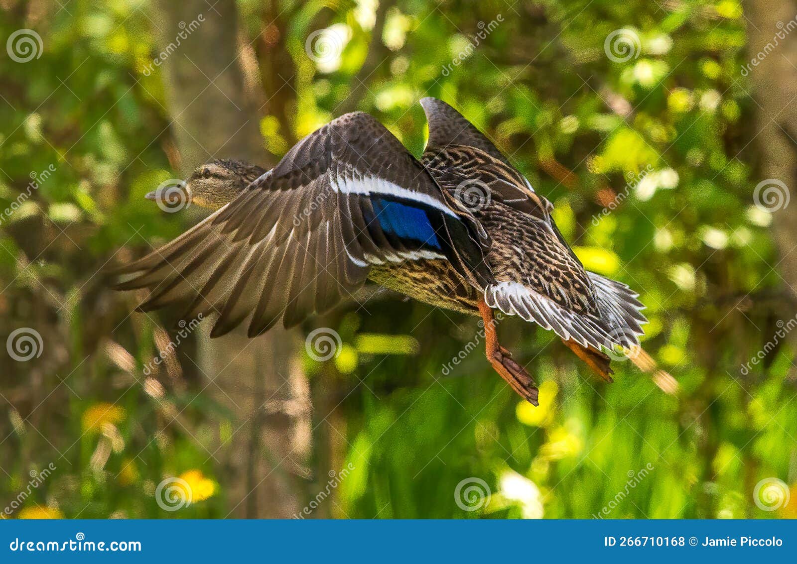 Mallard taking flight stock photo. Image of flower, grass - 266710168