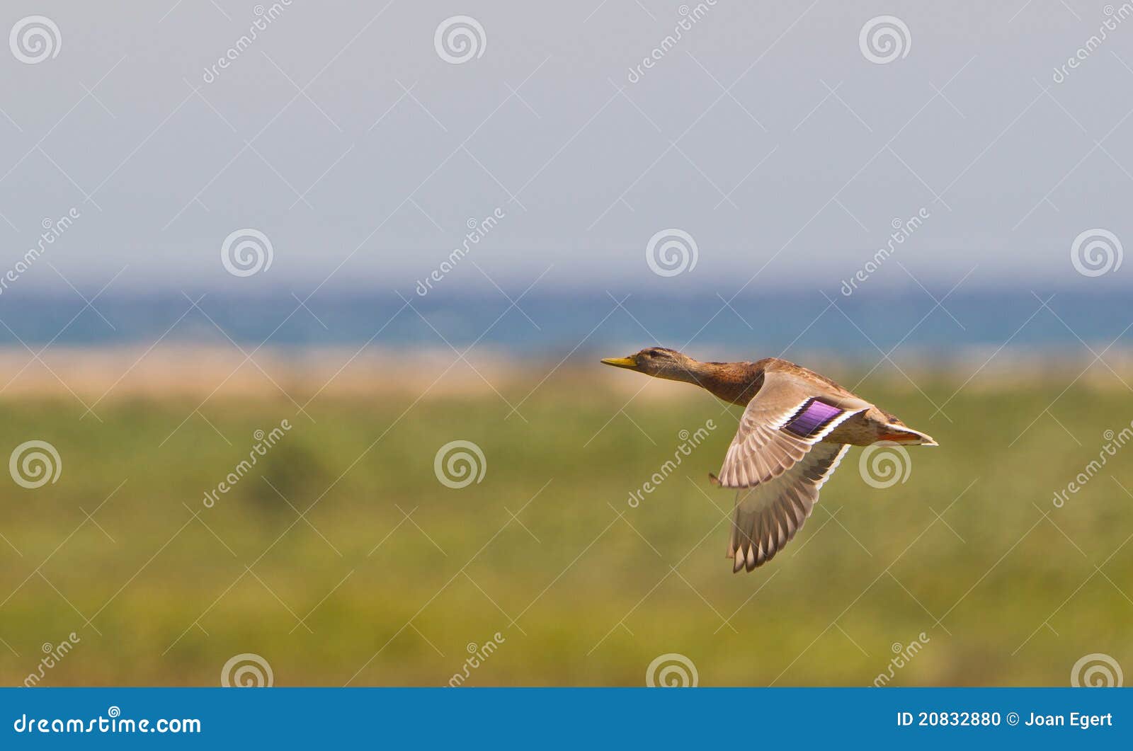 Mallard taking off stock photo. Image of taking, catalonia - 20832880