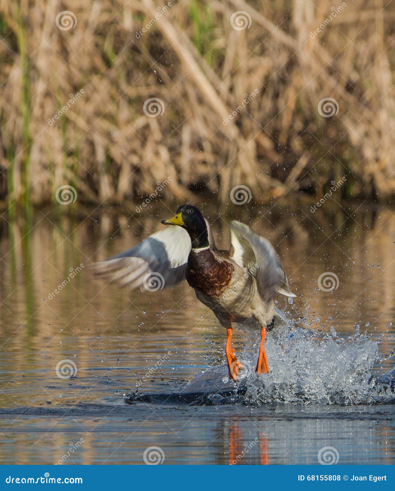Mallard taking off stock photo. Image of flight, openwings - 68155808