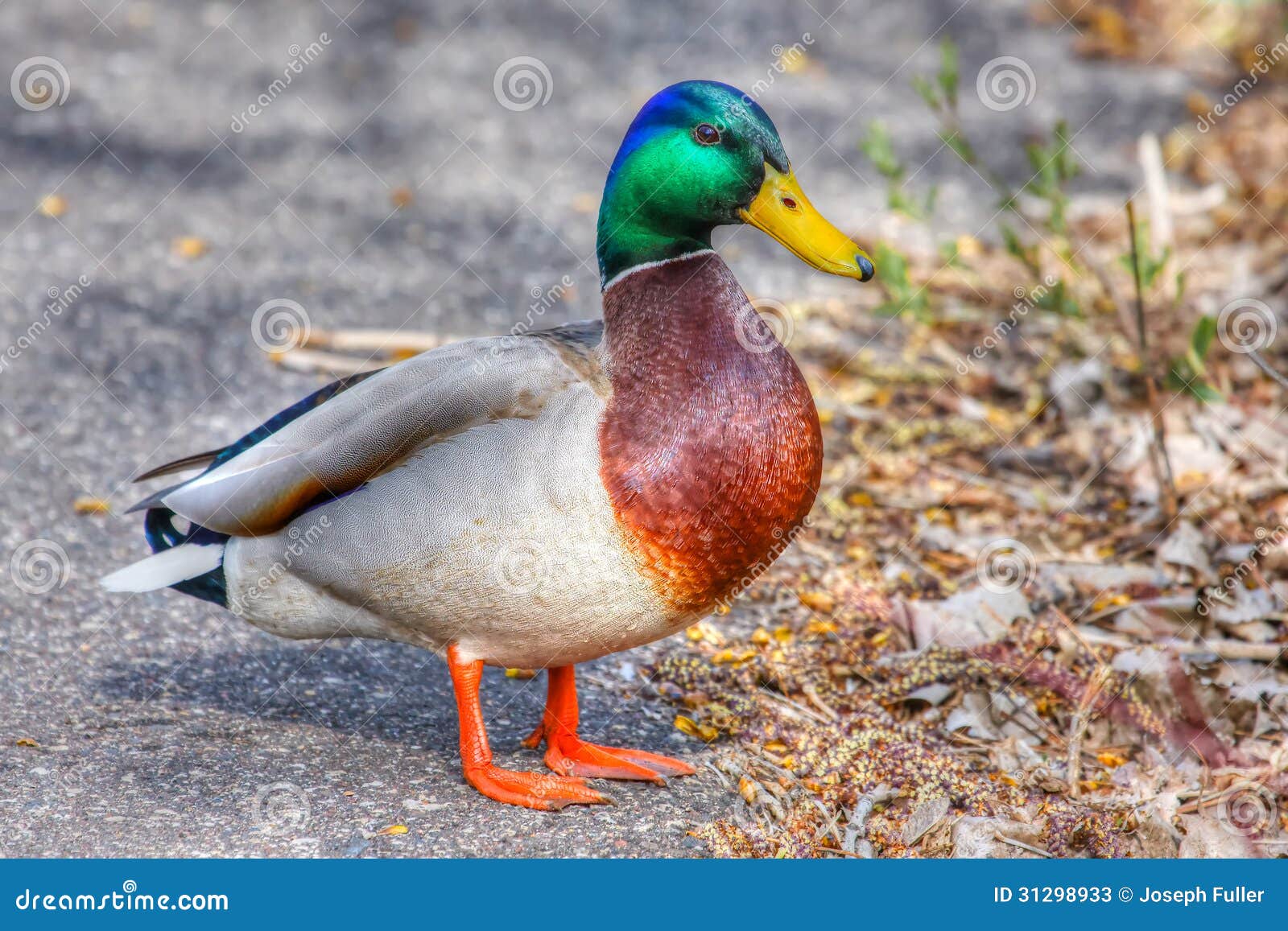 Mallard Walking in HDR stock image. Image of wildlife - 31298933