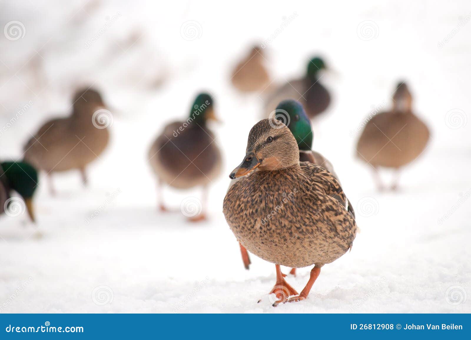 Mallard Walking in the Snow Stock Photo - Image of netherlands, pond ...