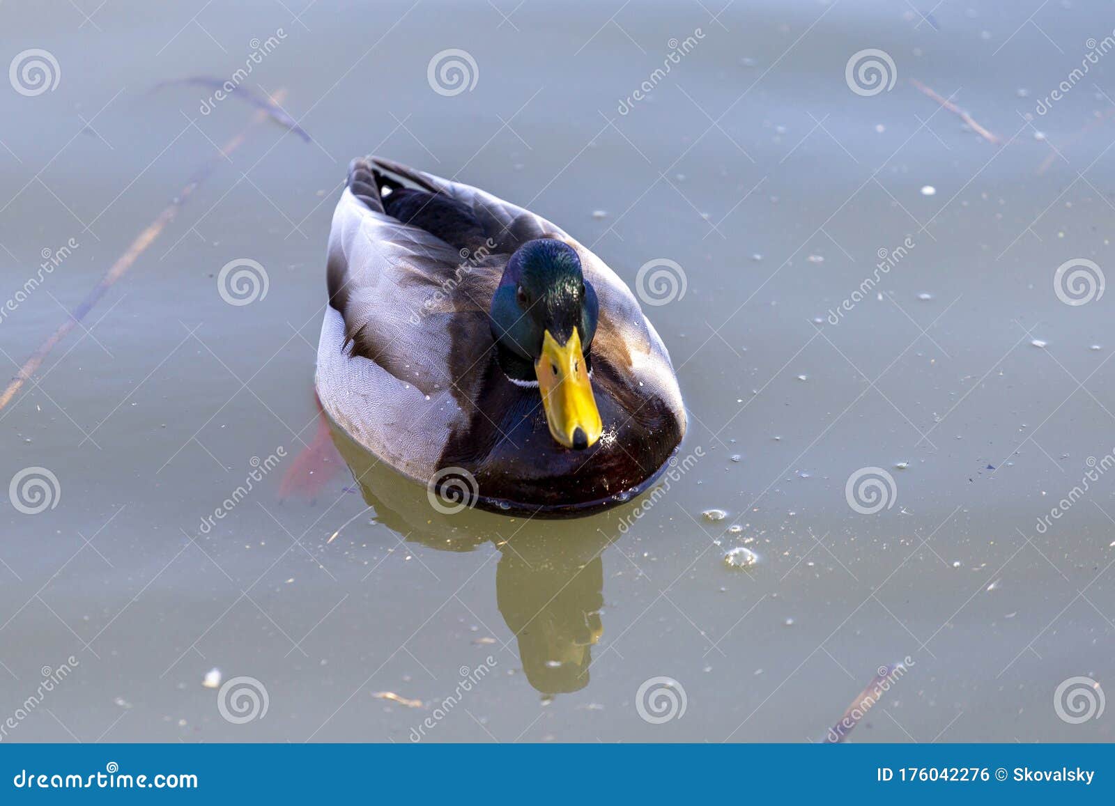 Mallard in the Water on a Spring Day Stock Photo - Image of anas, young ...