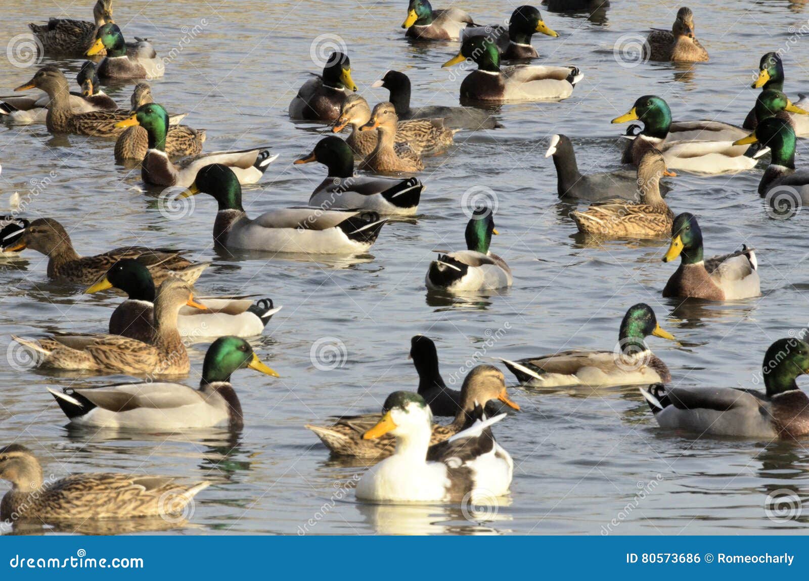 Mallard in water stock photo. Image of possibility, leaves - 80573686