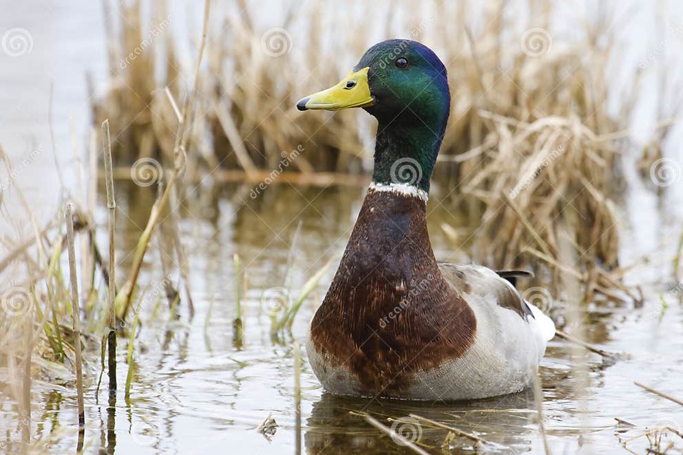 Mallard in the wild stock photo. Image of outside, swimming - 19264310