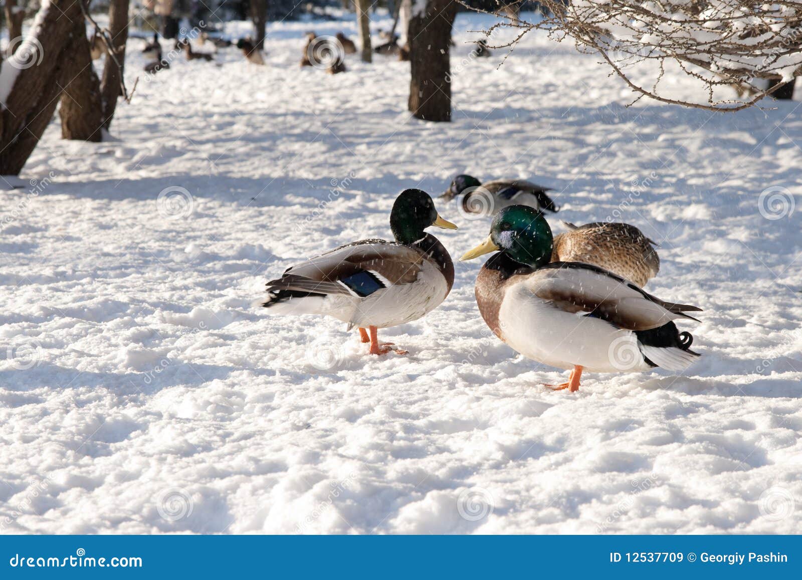 Mallard in the Winter at Snow Stock Image - Image of snow, cold: 12537709