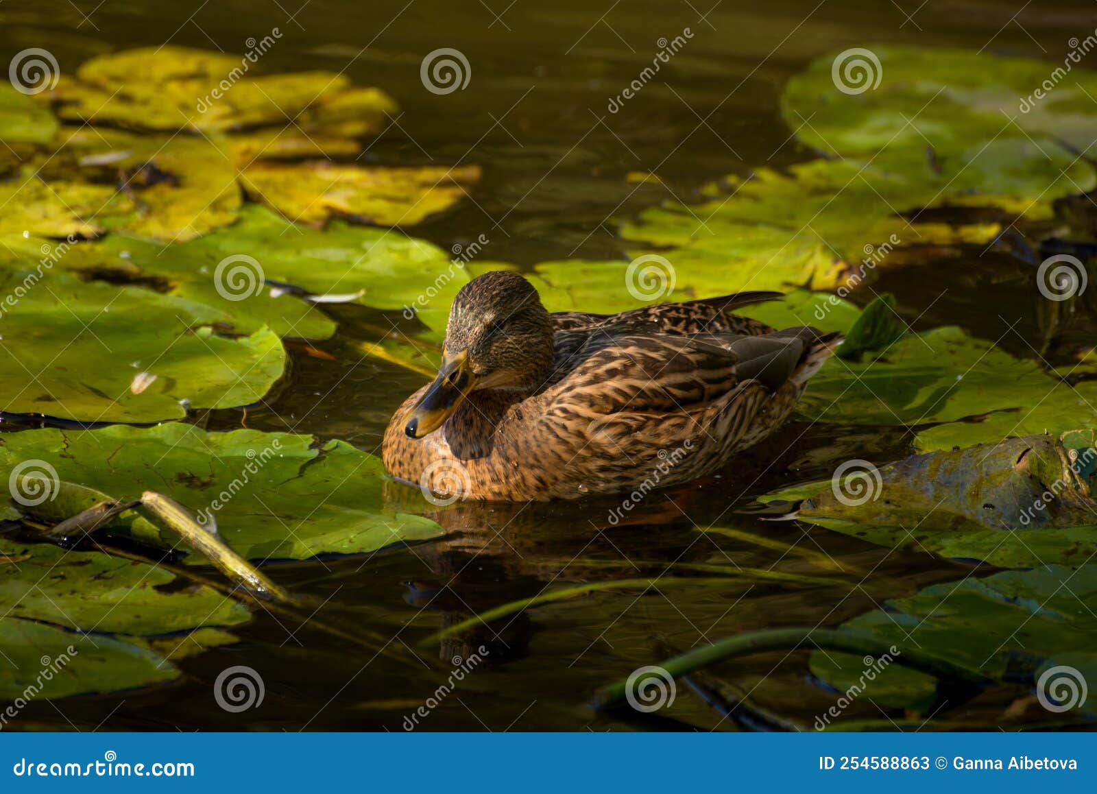 The Mallard, Young Grey Common Ducks in a Pond. Stock Image - Image of ...