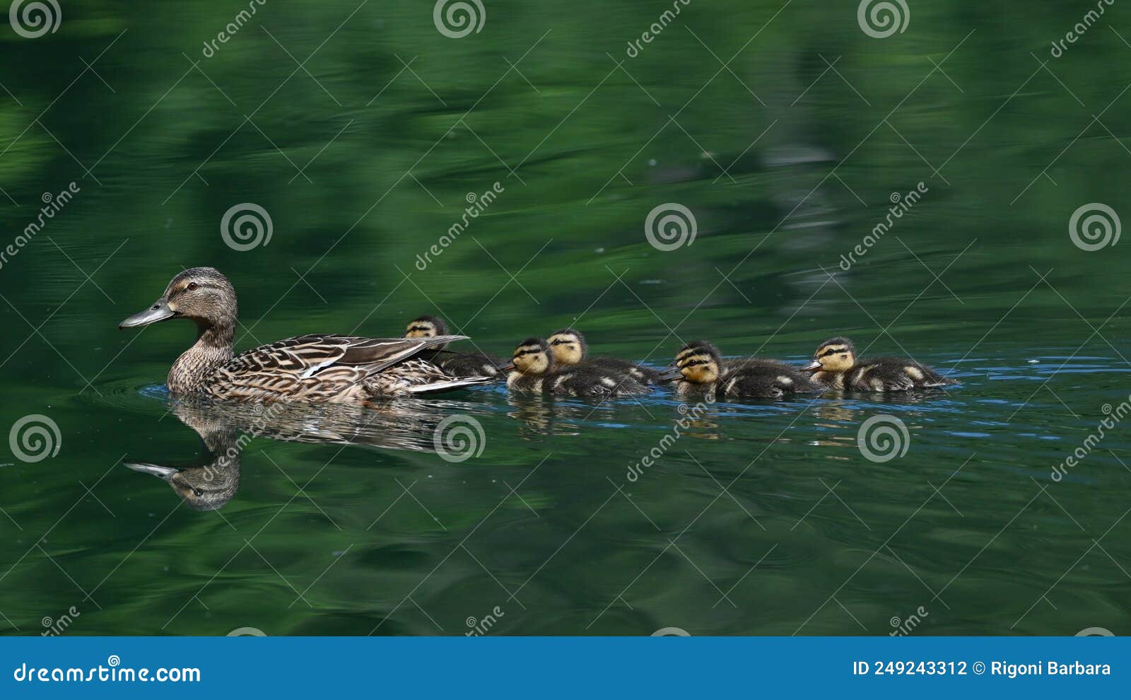 Young Boy Swim And Dive Underwater. Under Water Portrait In Swim Pool ...