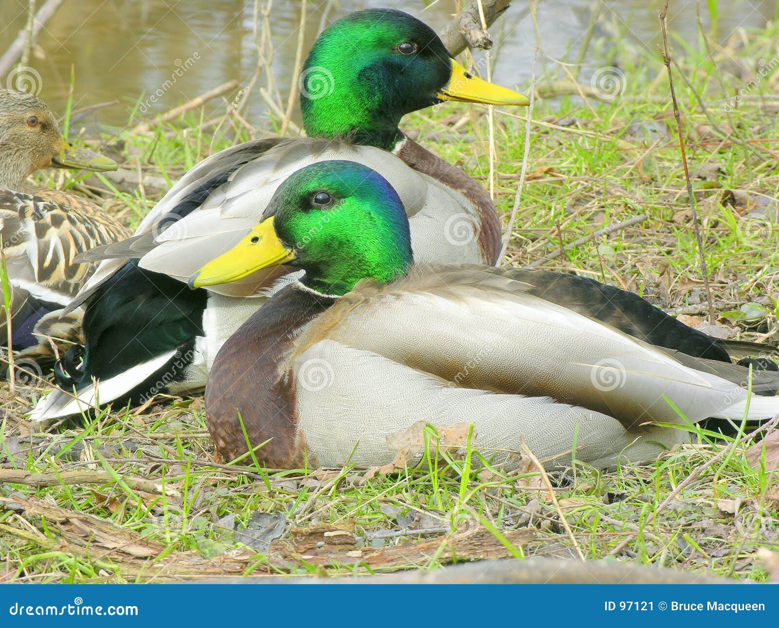 Mallards 2 stock image. Image of wildlife, duck, bird, nature - 97121