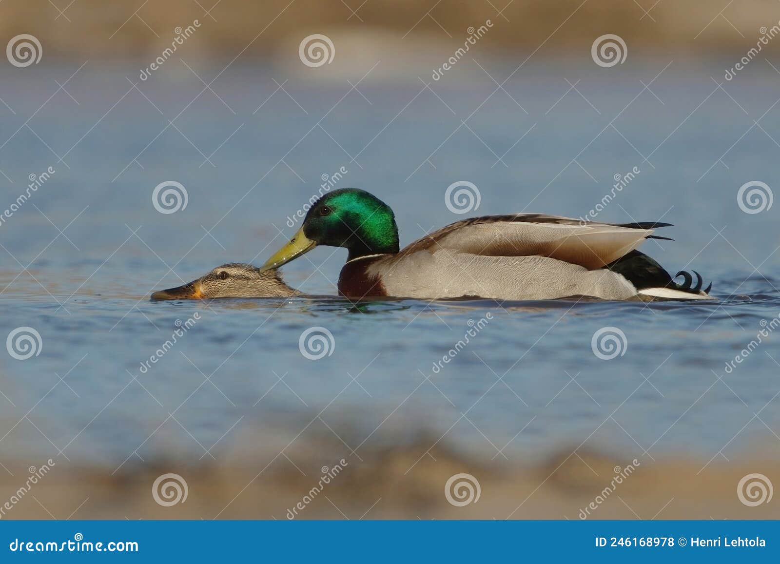 Mallards Anas Platyrhynchos Mating in the Water. Stock Photo - Image of ...
