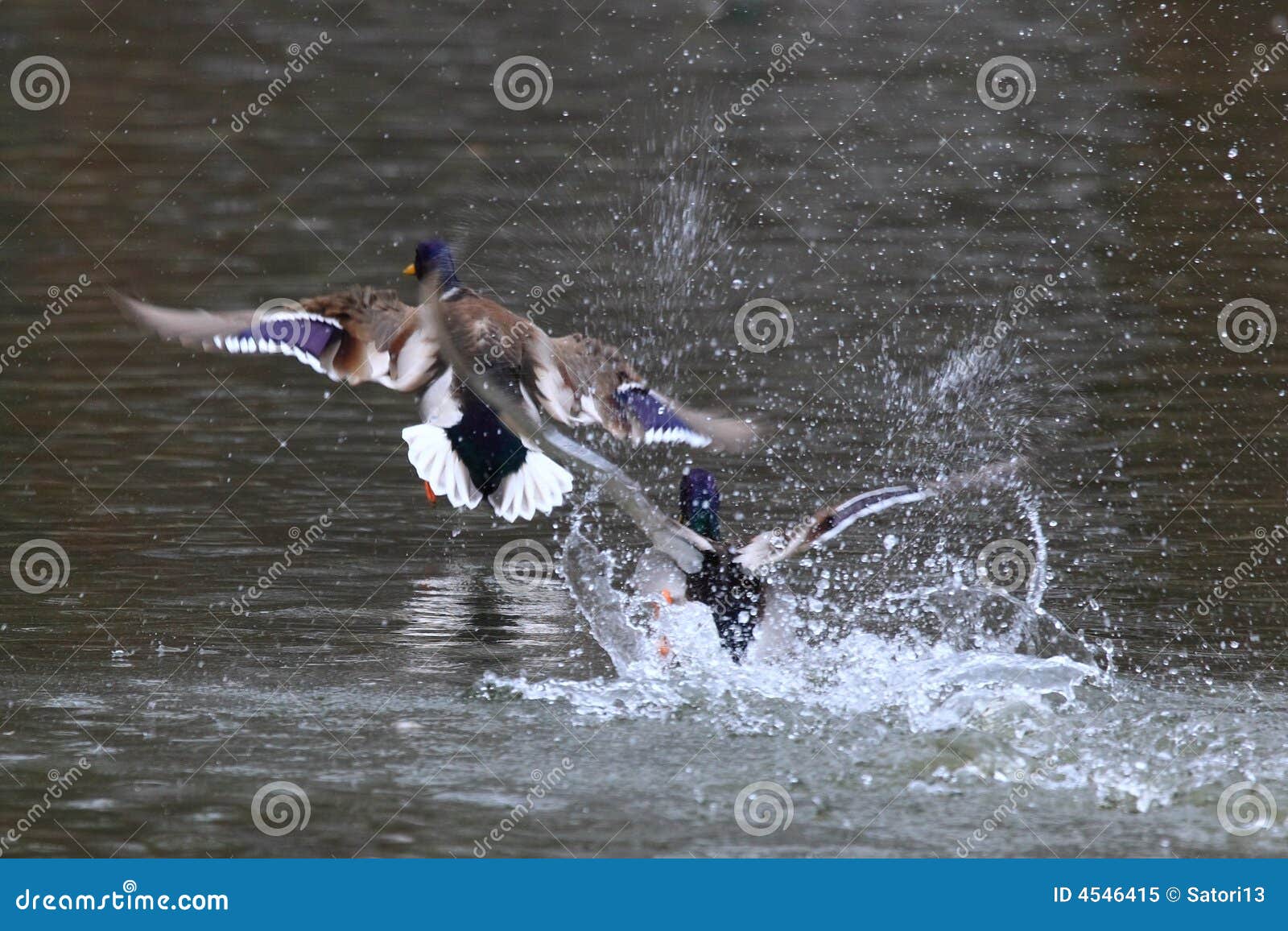 Mallards Chasing Each Other in the Pond Stock Image - Image of common ...