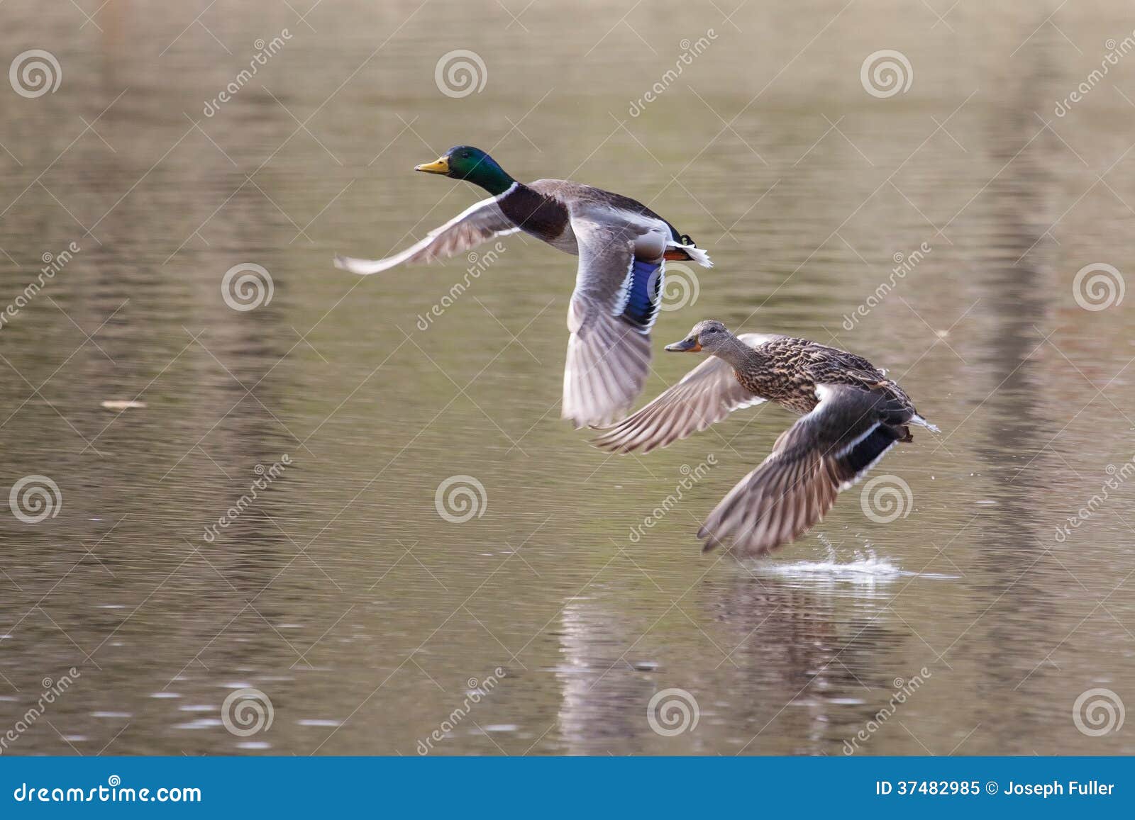 Mallards in flight stock image. Image of fowl, pond, swamp - 37482985