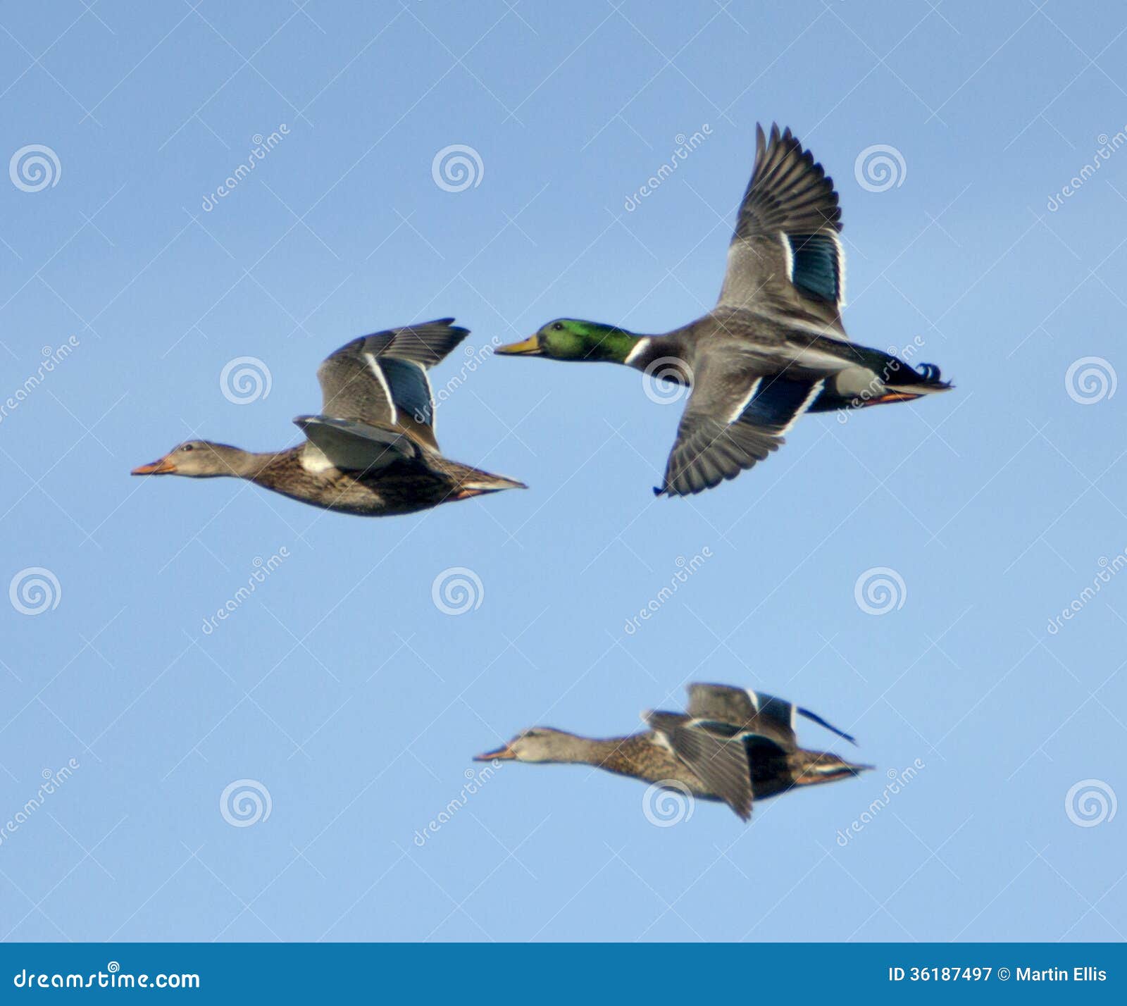 Mallards in Flight stock image. Image of climate, blind - 36187497