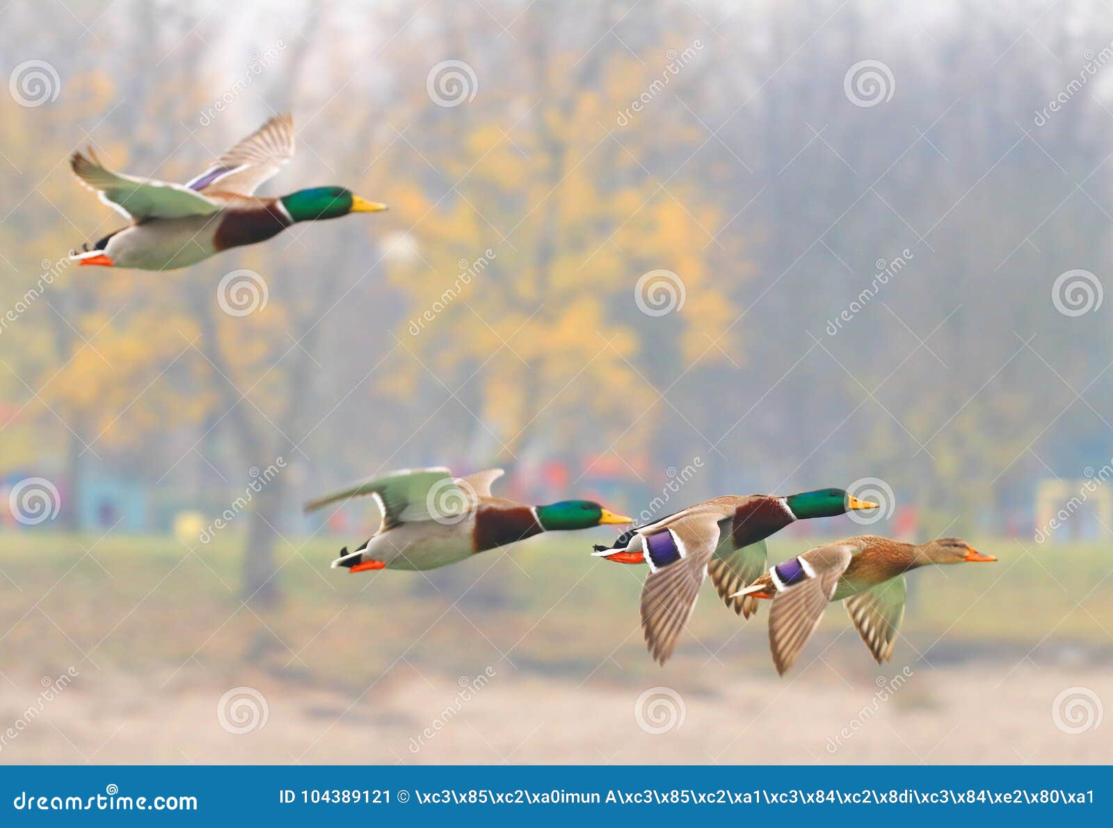 Mallards In Flight,view From Below, Isolated On White - Anas ...