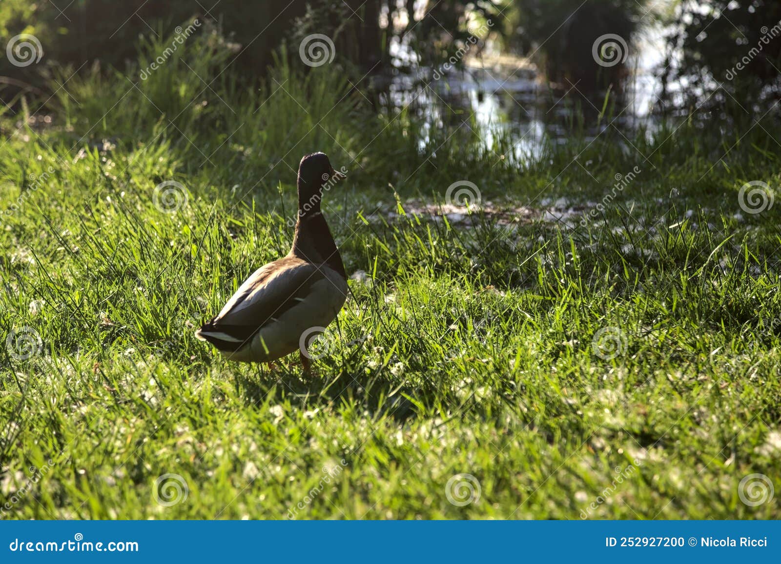 Mallards on the Grass Next To a Lakeshore at Sunset Stock Photo - Image ...