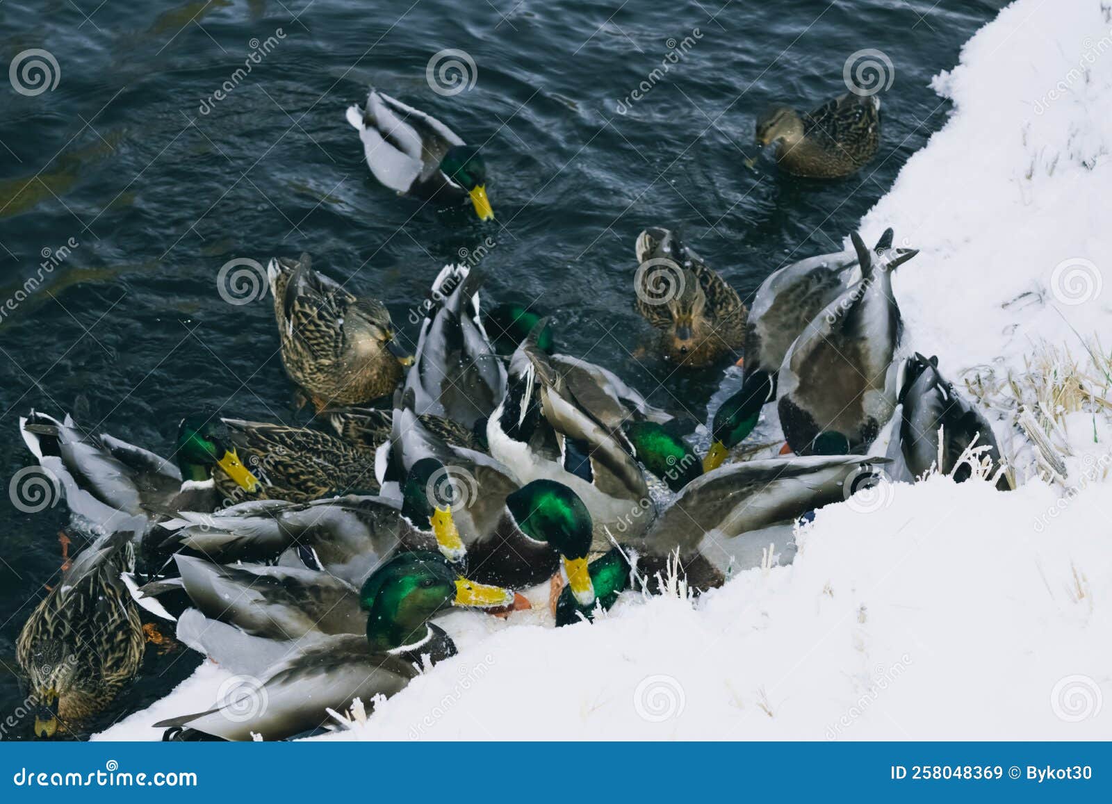 Mallards in the Water. Feeding Birds in Winter. Stock Image - Image of park, birdwatching: 258048369
