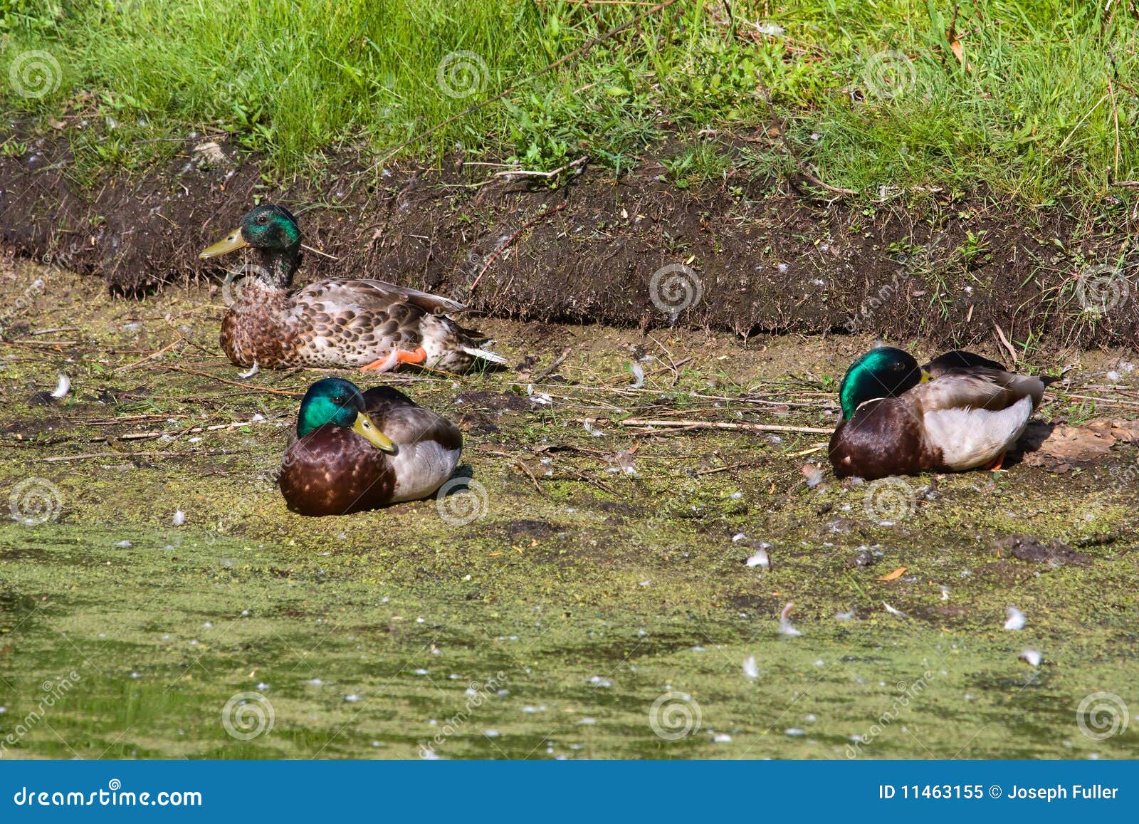 Mallards Resting. stock image. Image of splash, lake - 11463155