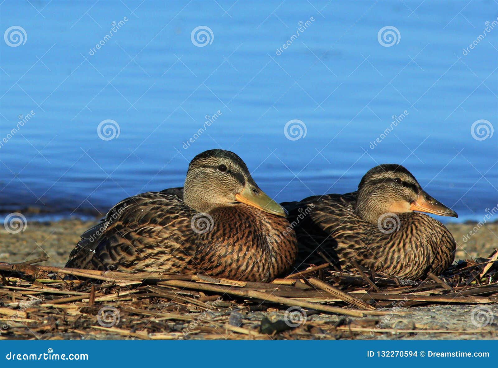 Mallards Soaking in the Rays Stock Photo - Image of sitting, rays ...