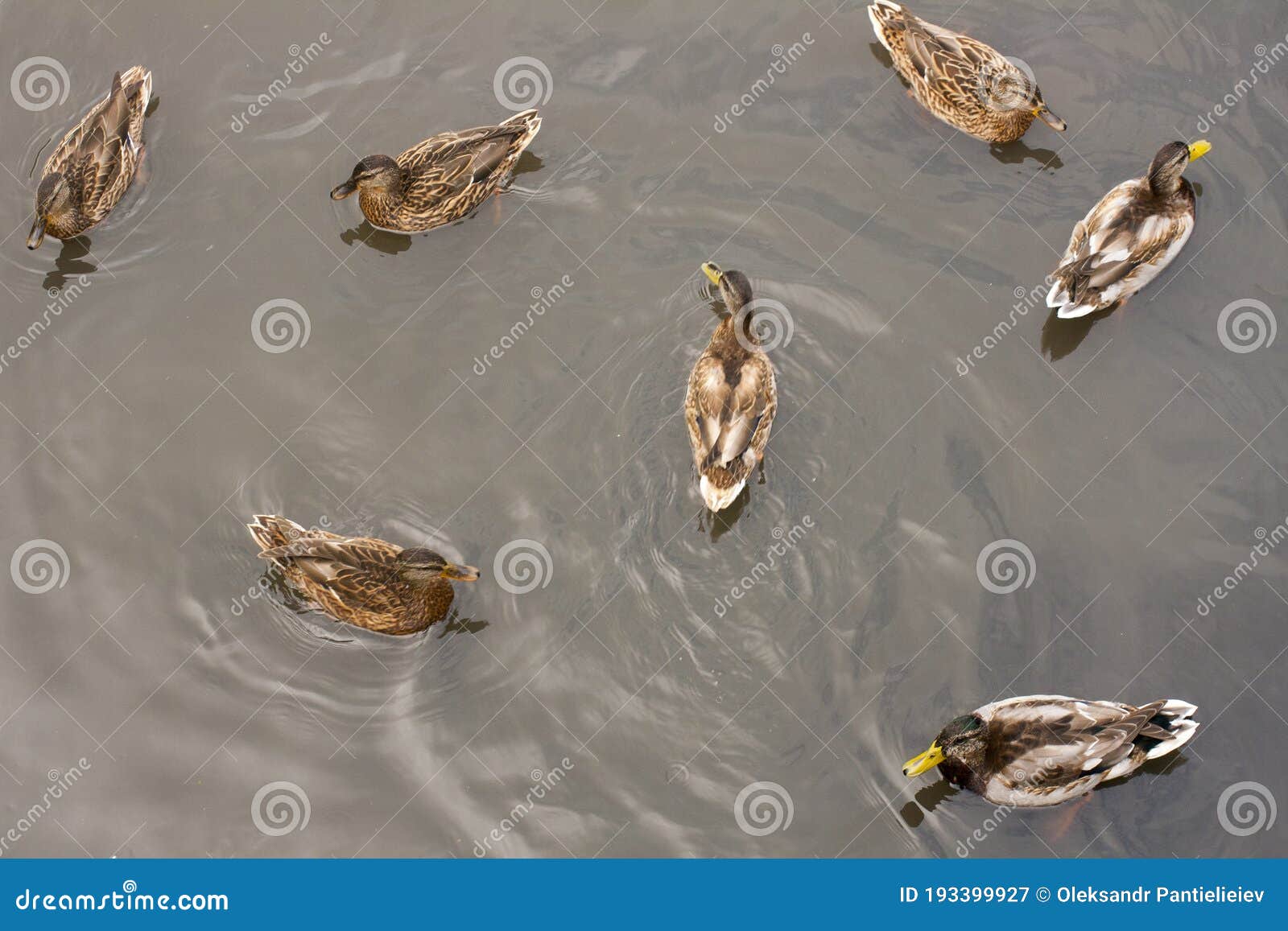 Mallards swim in the pond stock image. Image of natural - 193399927
