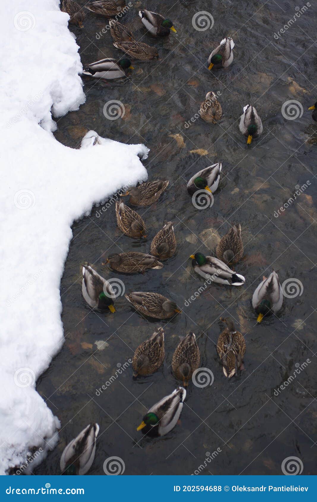Mallards Swim on the Winter River. Anas Platyrhynchos Stock Photo ...