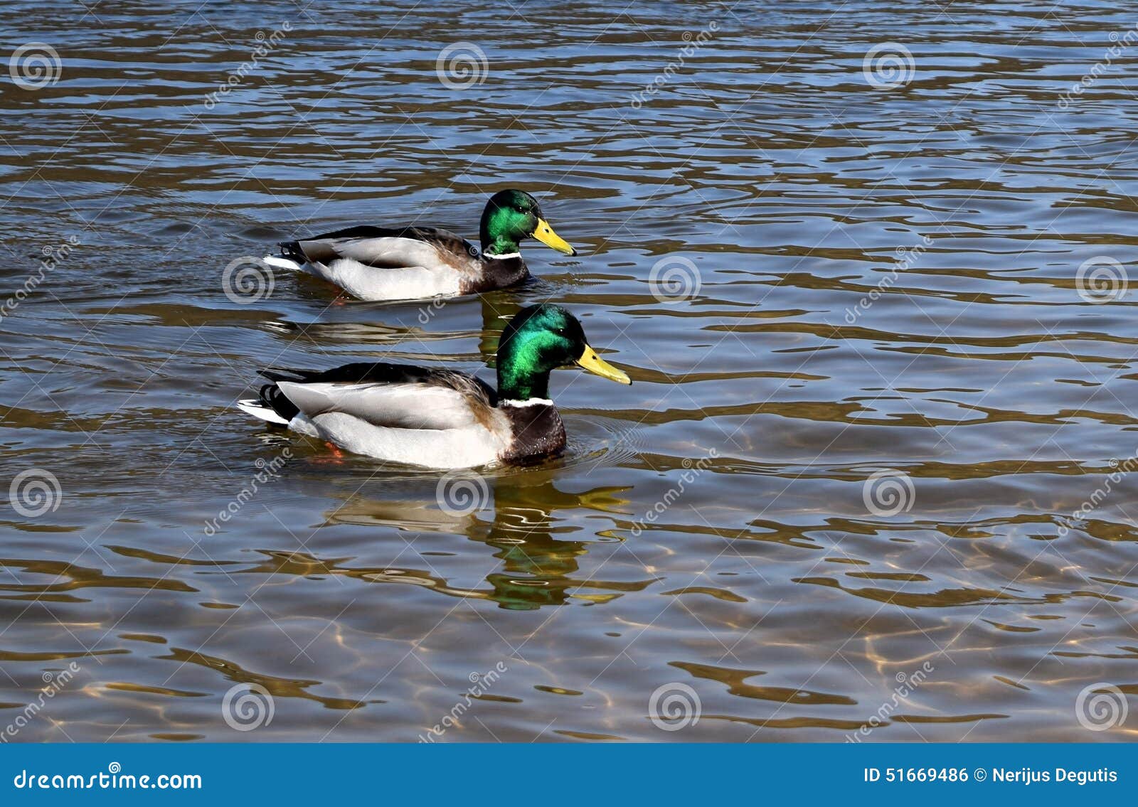 Mallards stock photo. Image of nature, water, swim, birds - 51669486