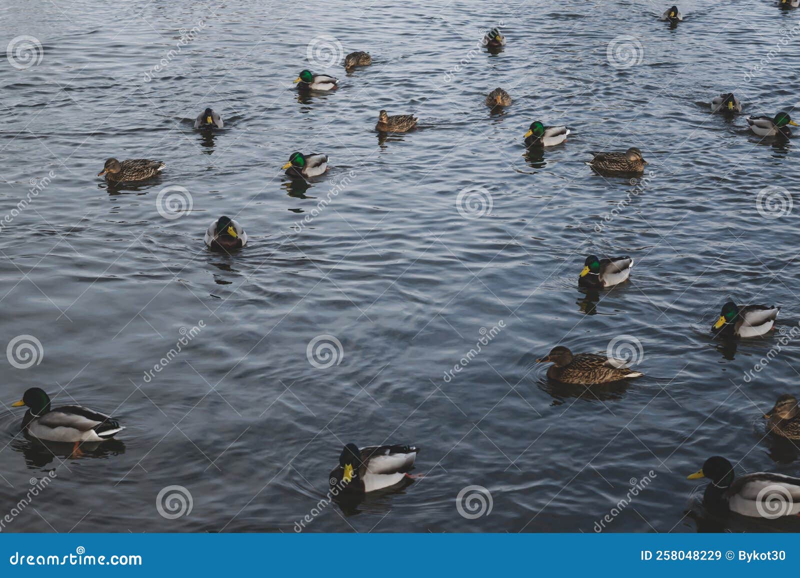 Mallards Swim in the River. Birds in Nature Stock Image - Image of ...