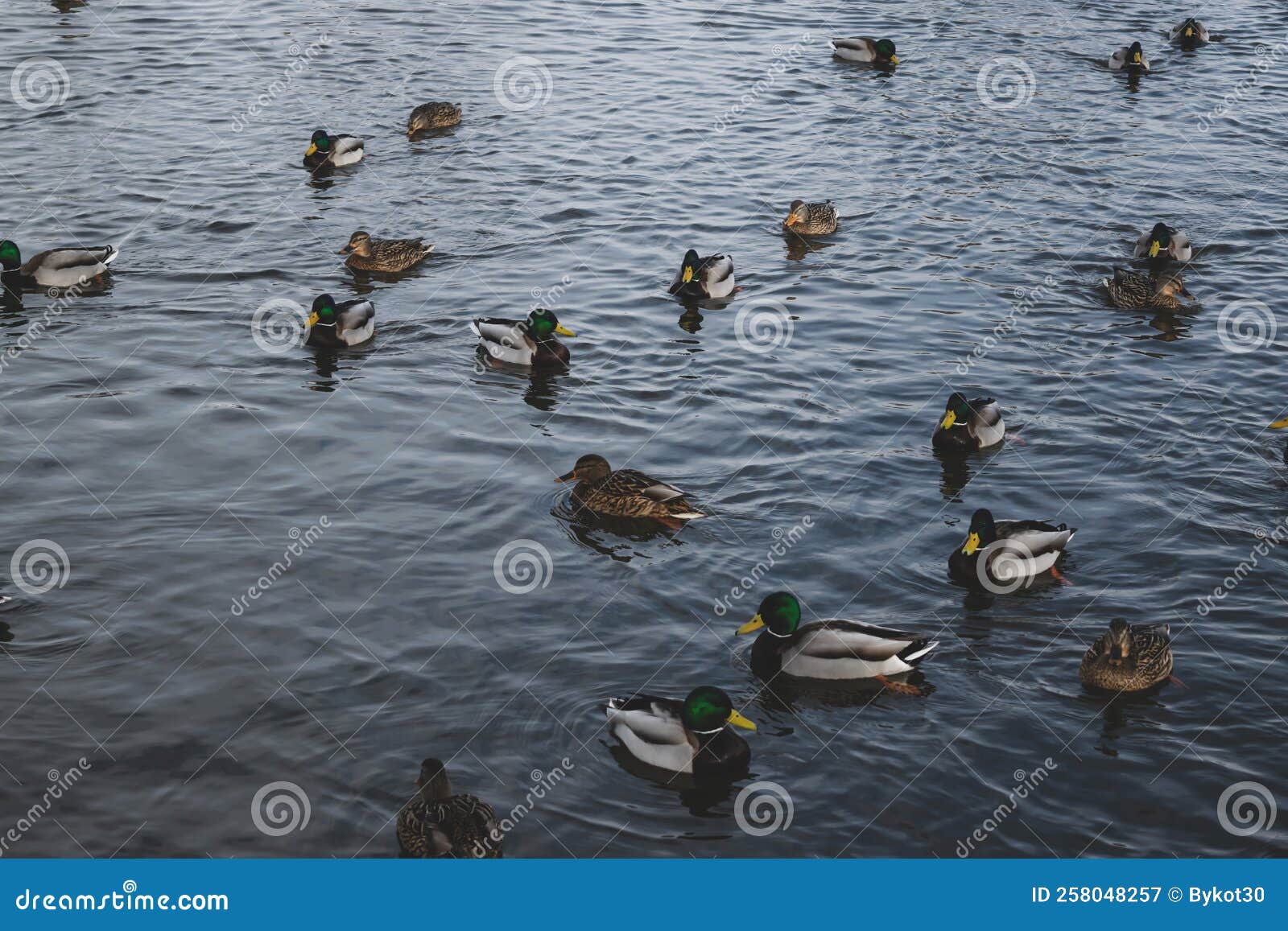 Mallards Swim in the River. Birds in Nature Stock Image - Image of ...
