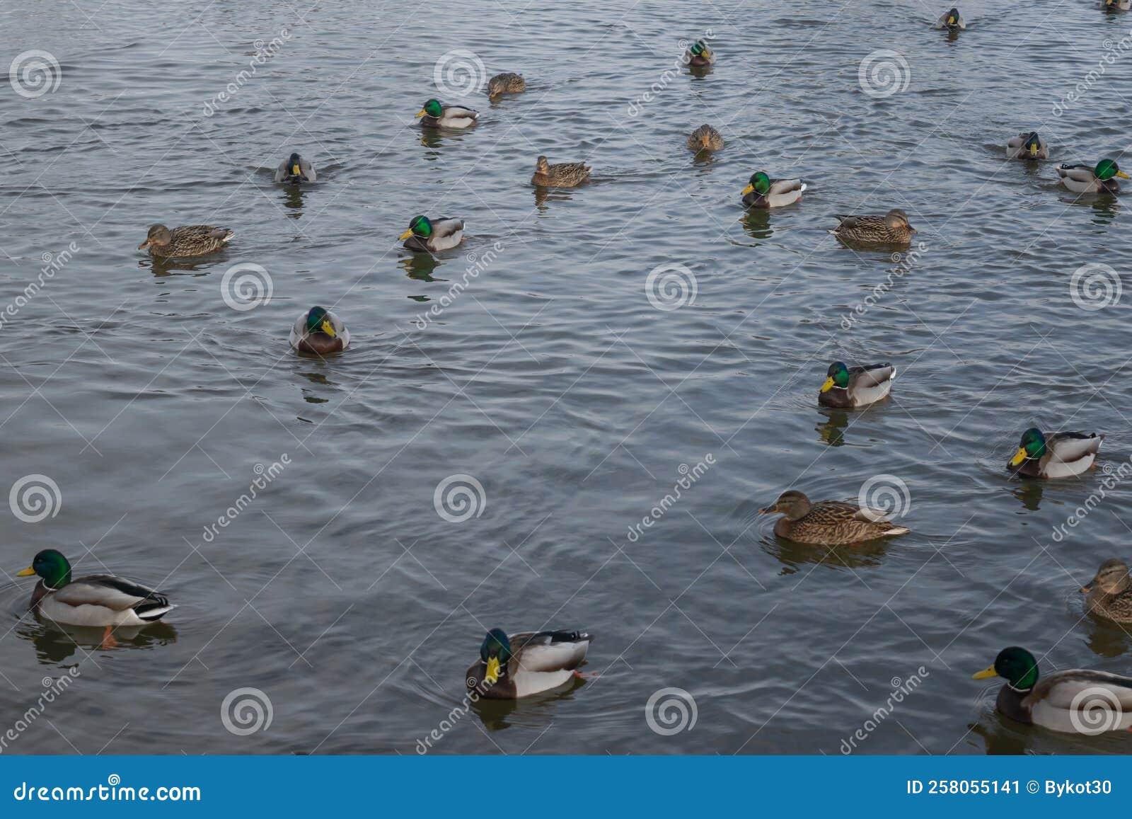Mallards Swim in the River. Stock Image - Image of wild, nature: 258055141