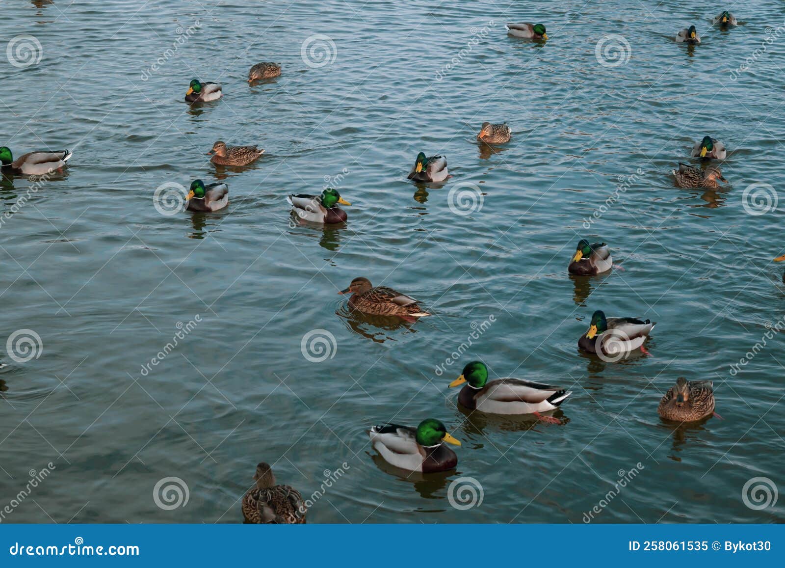 Mallards Swim in the River. Stock Image - Image of wild, birdwatching ...