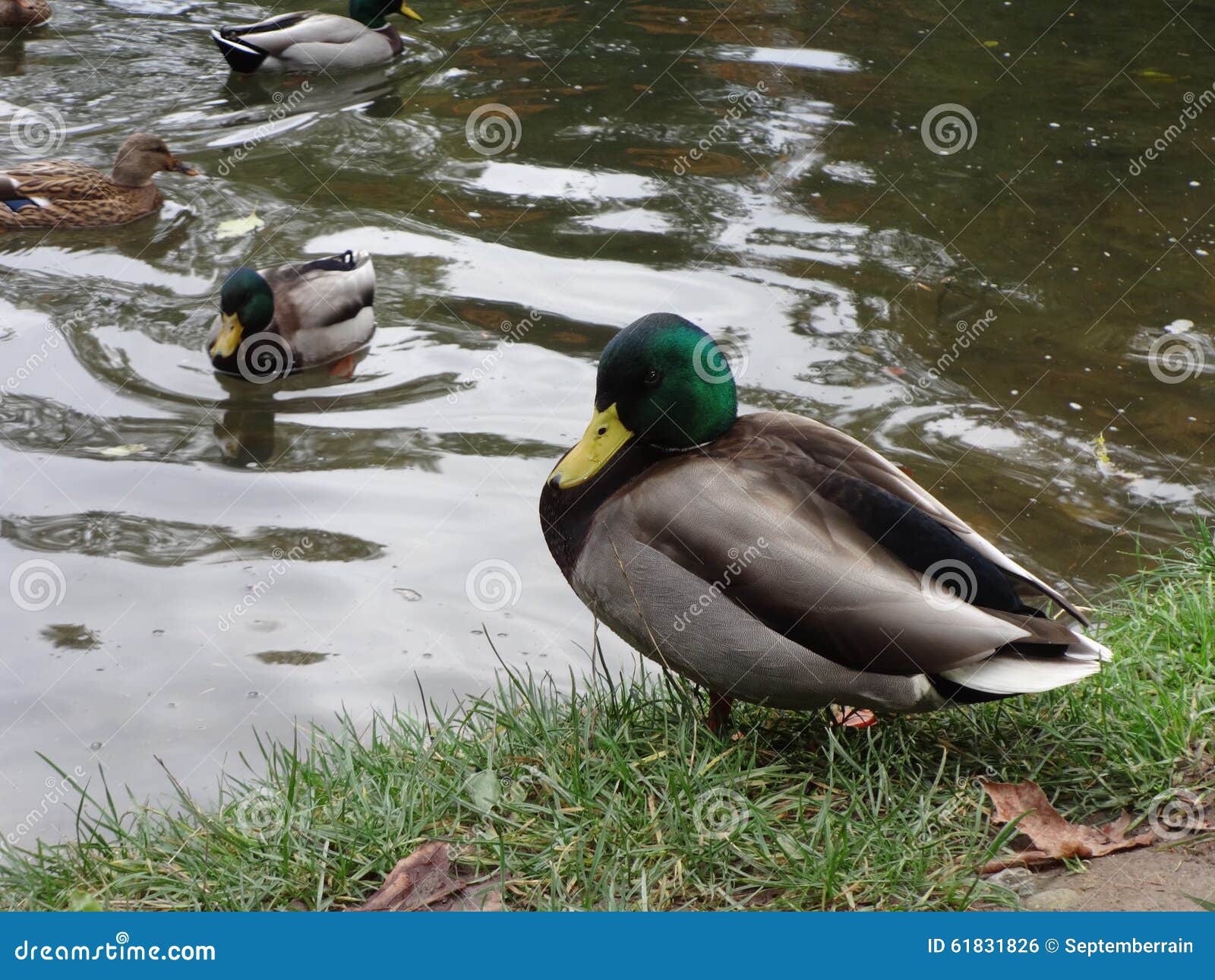 Mallards stock photo. Image of flyway, green, autumn - 61831826