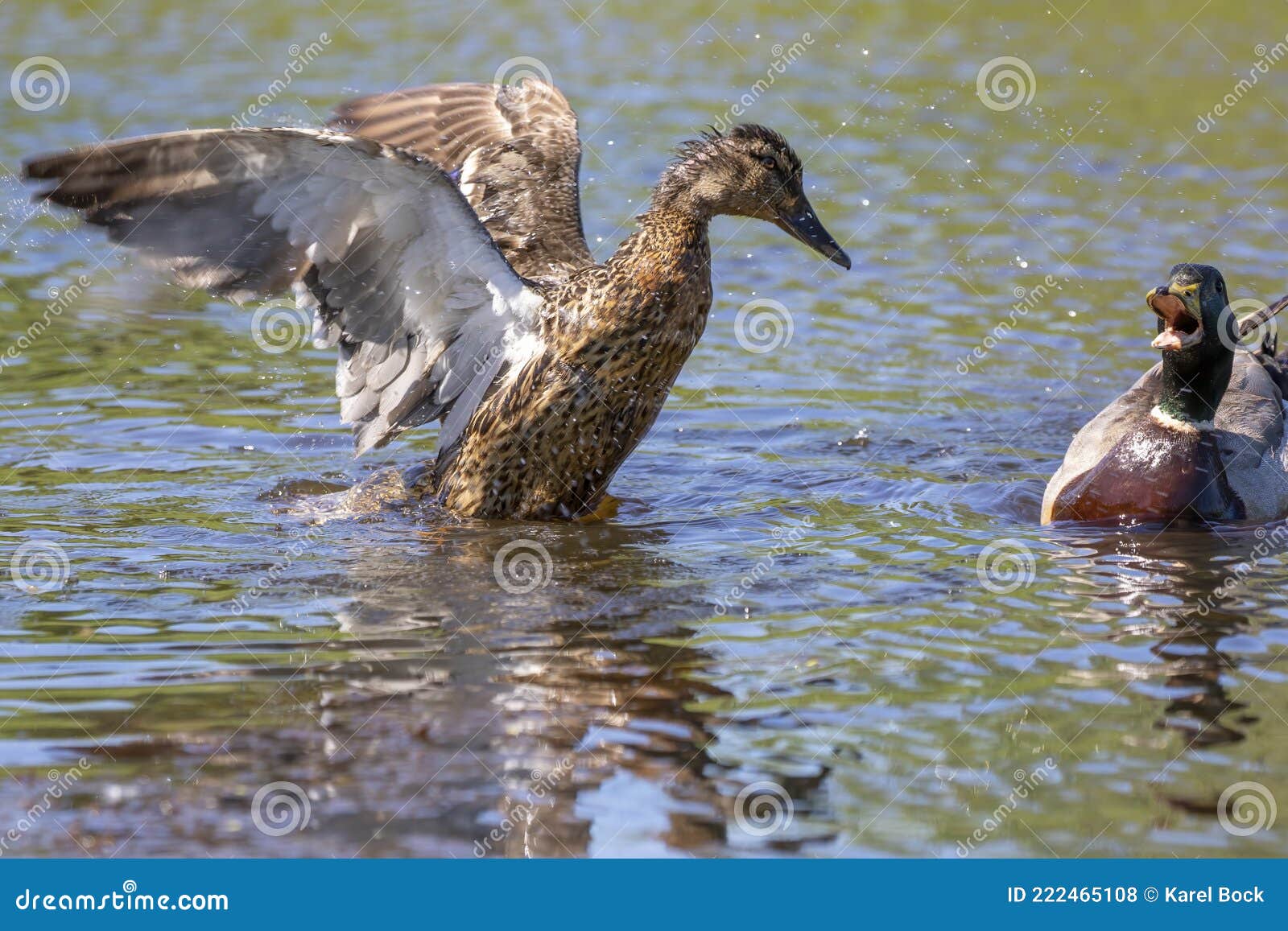 The Mallards ,wild Ducks during Mating Stock Photo - Image of ...