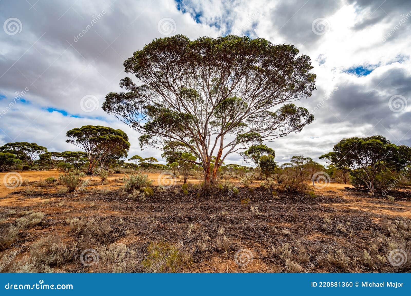Mallee Scrub on Nullarbor Plain of Western Australia Stock Photo ...