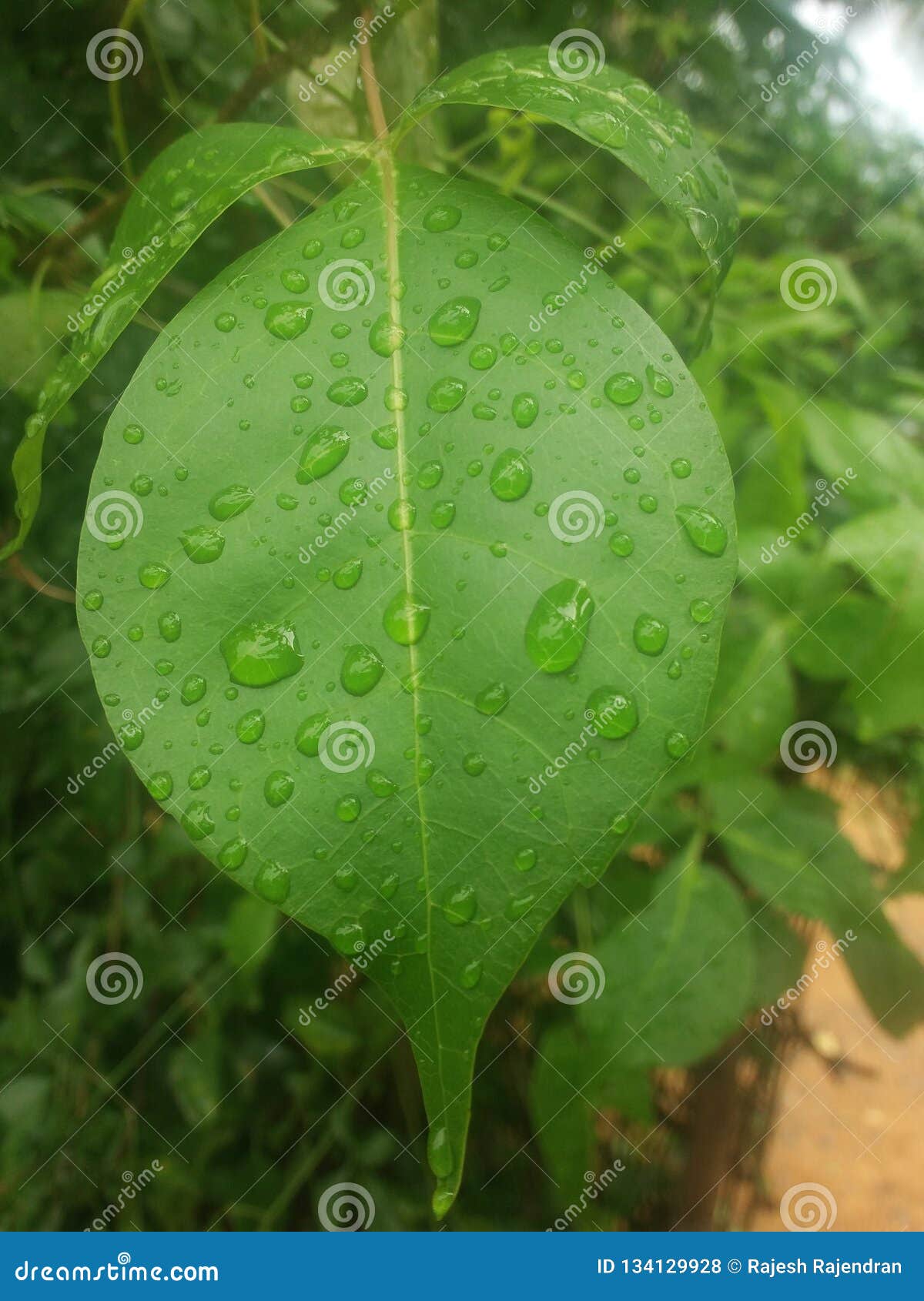 Malligai flower leaf stock photo. Image of home, flower - 134129928
