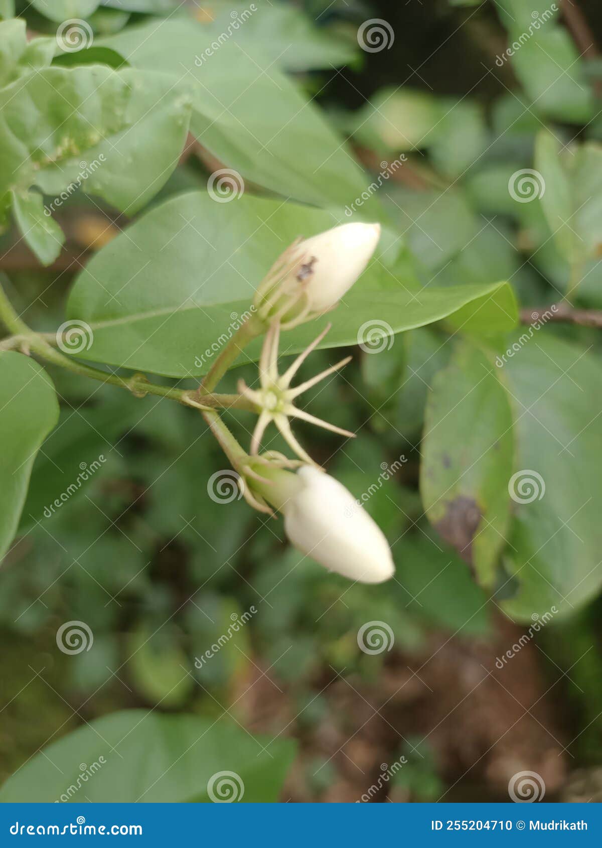 Mallige, Small Flowers in India Stock Photo - Image of food, produce ...