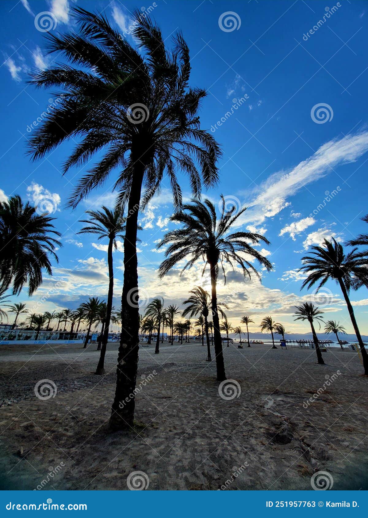 Mallorca palms beach stock image. Image of cloud, morning - 251957763