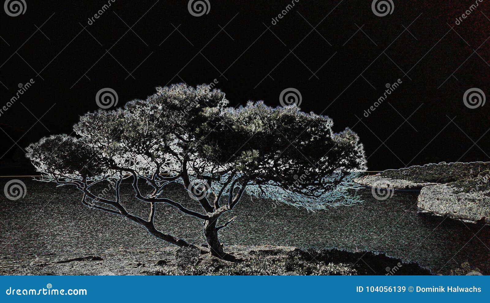 Mallorca Tree Negative Picture Stock Image - Image of tree, plant ...