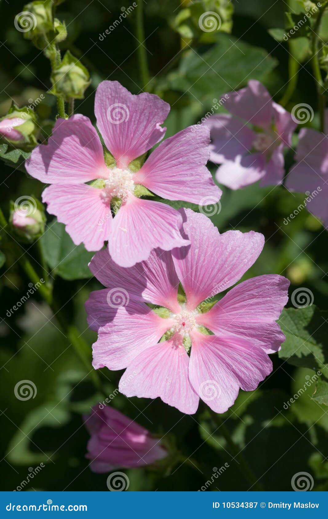 Mallow stock image. Image of green, color, pink, beauty - 10534387