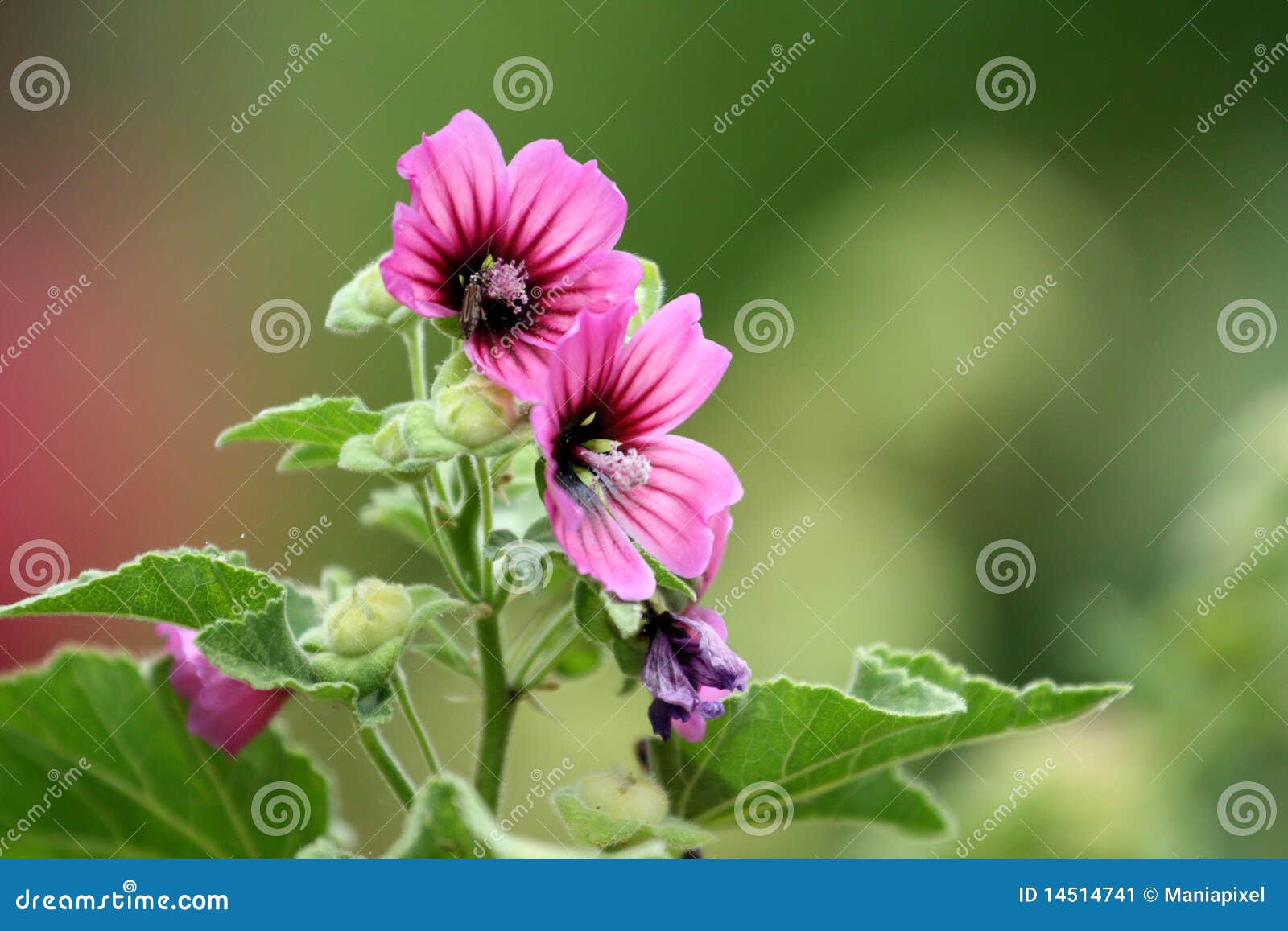 Mallow stock image. Image of plant, botany, nature, blossom - 14514741