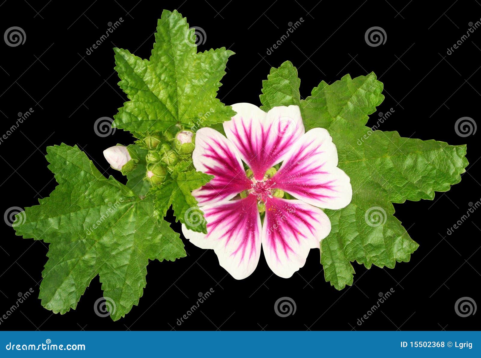 Mallow stock photo. Image of front, pollen, blossom, single - 15502368