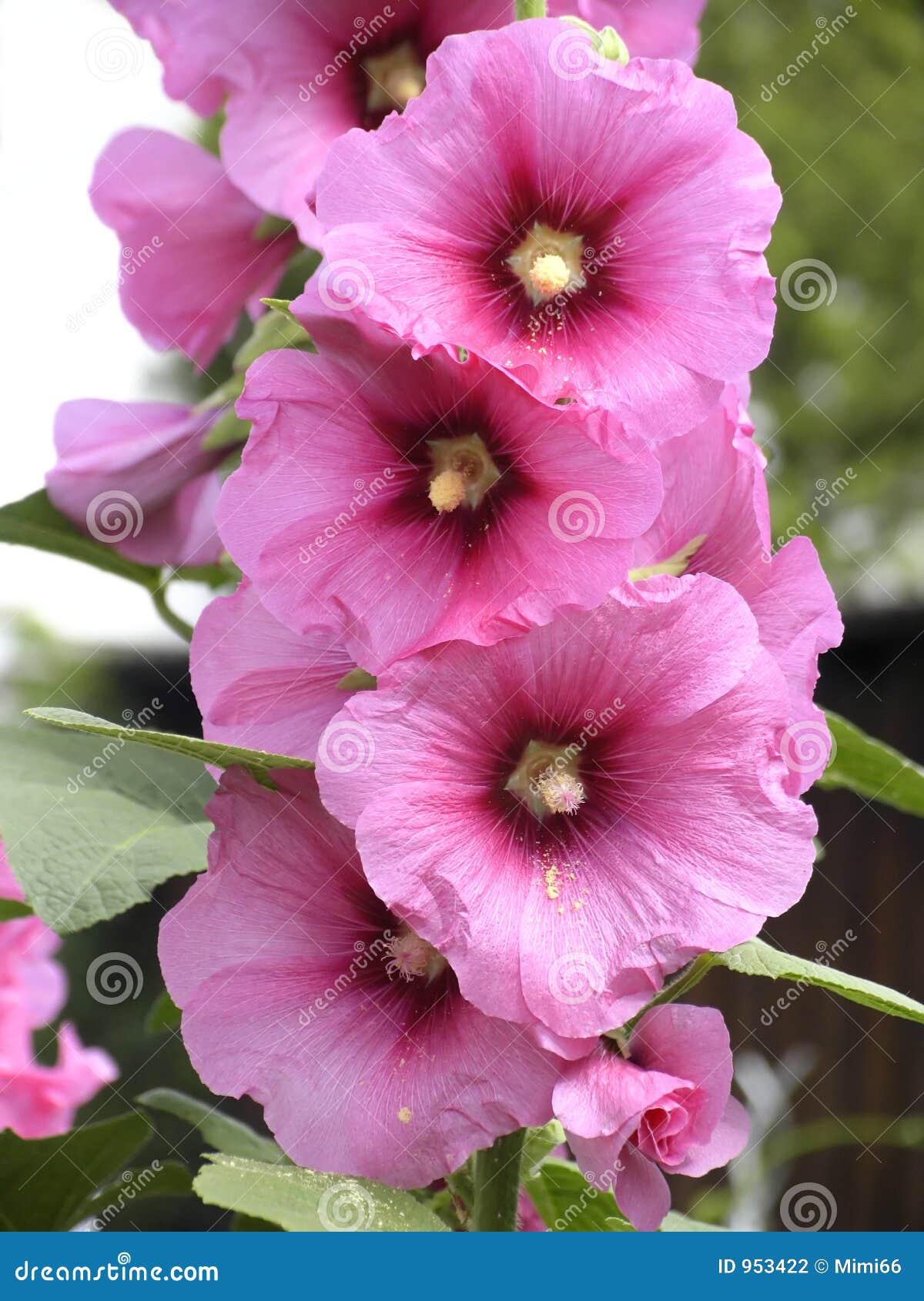Mallow blossoms stock photo. Image of petal, color, intense - 953422
