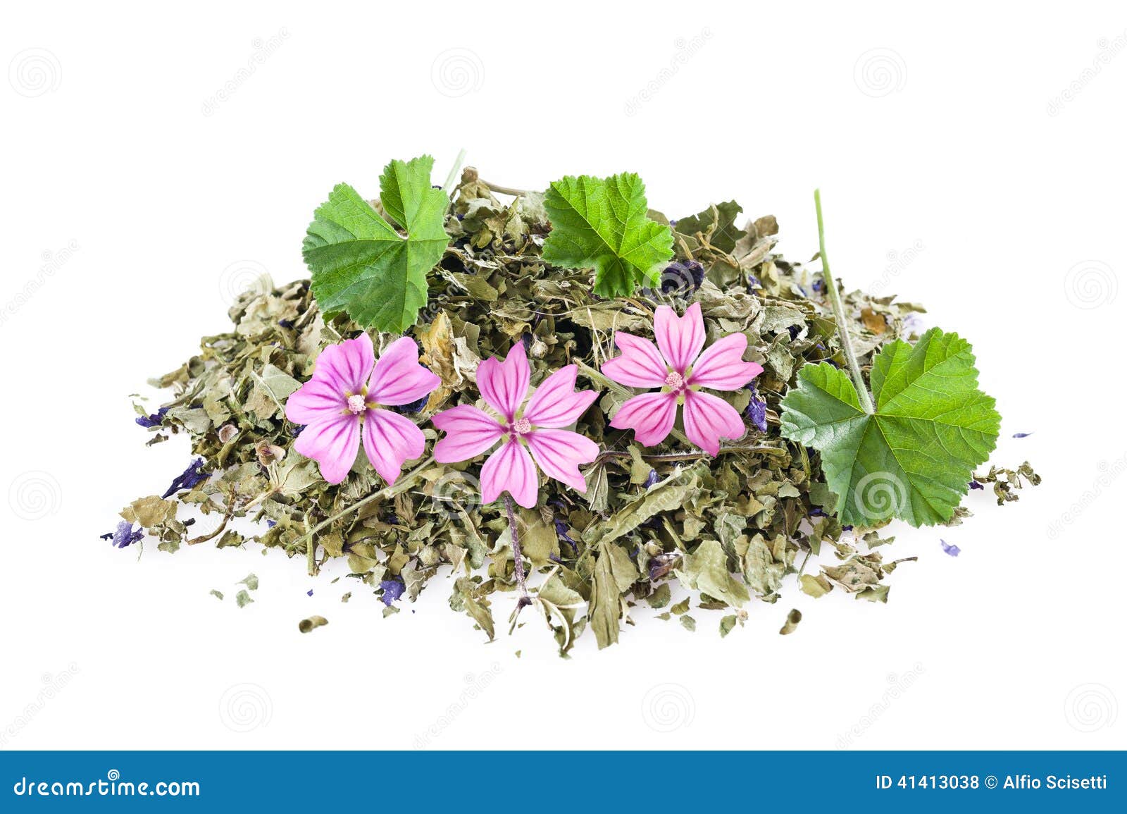 Mallow stock photo. Image of floral, medical, flowers - 41413038