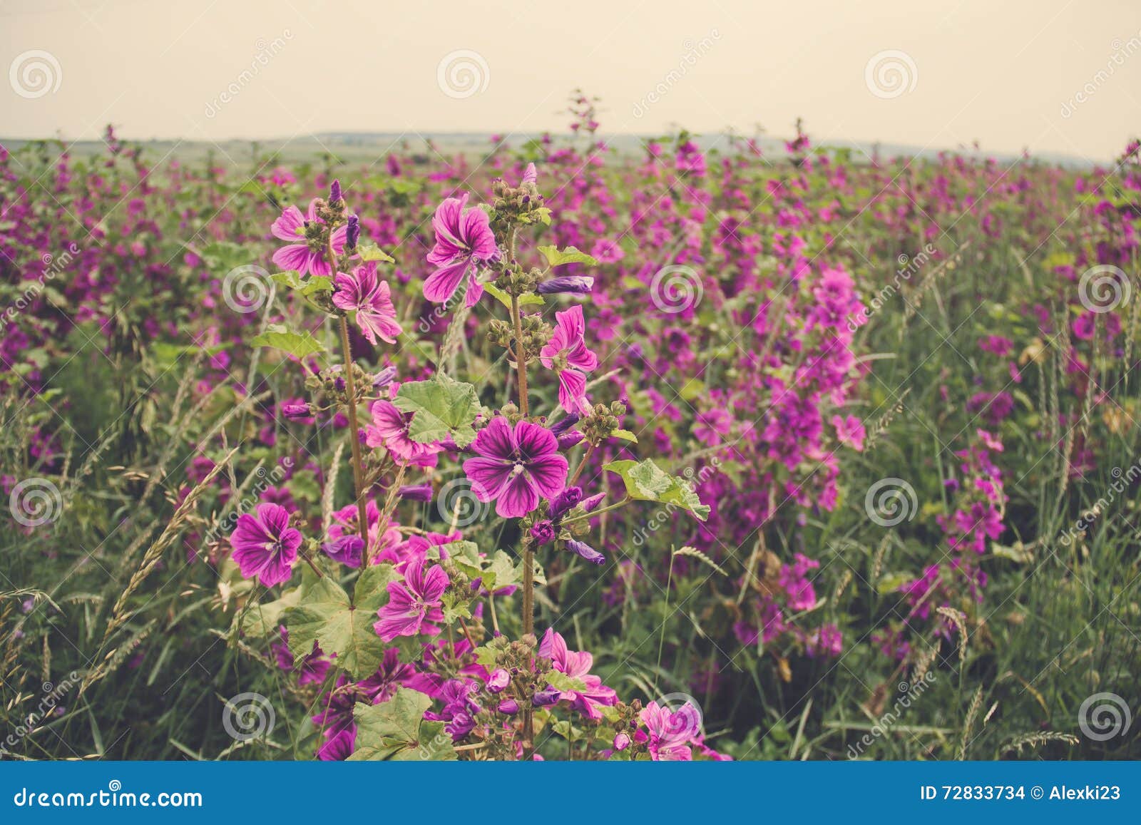 Mallow field stock photo. Image of mallow, malva, landscape - 72833734