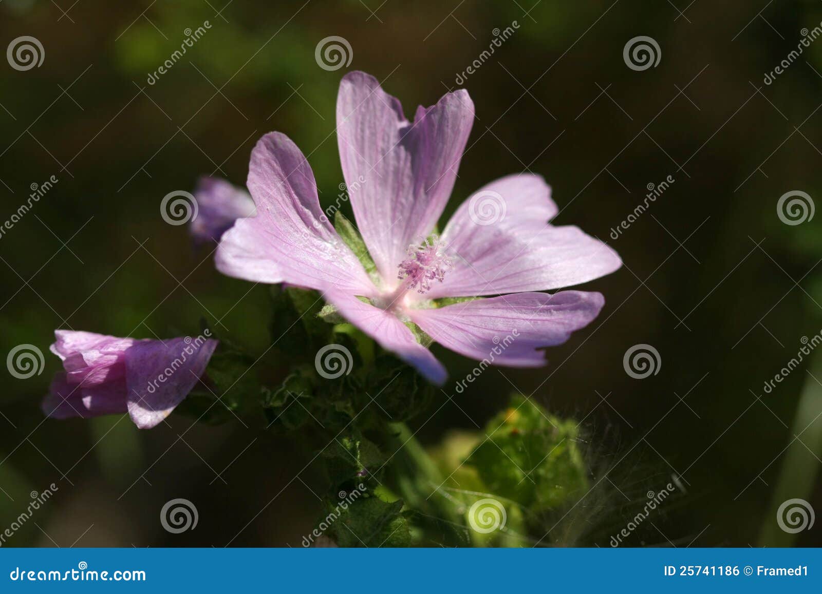 Mallow Flower stock photo. Image of floral, herb, blossom - 25741186