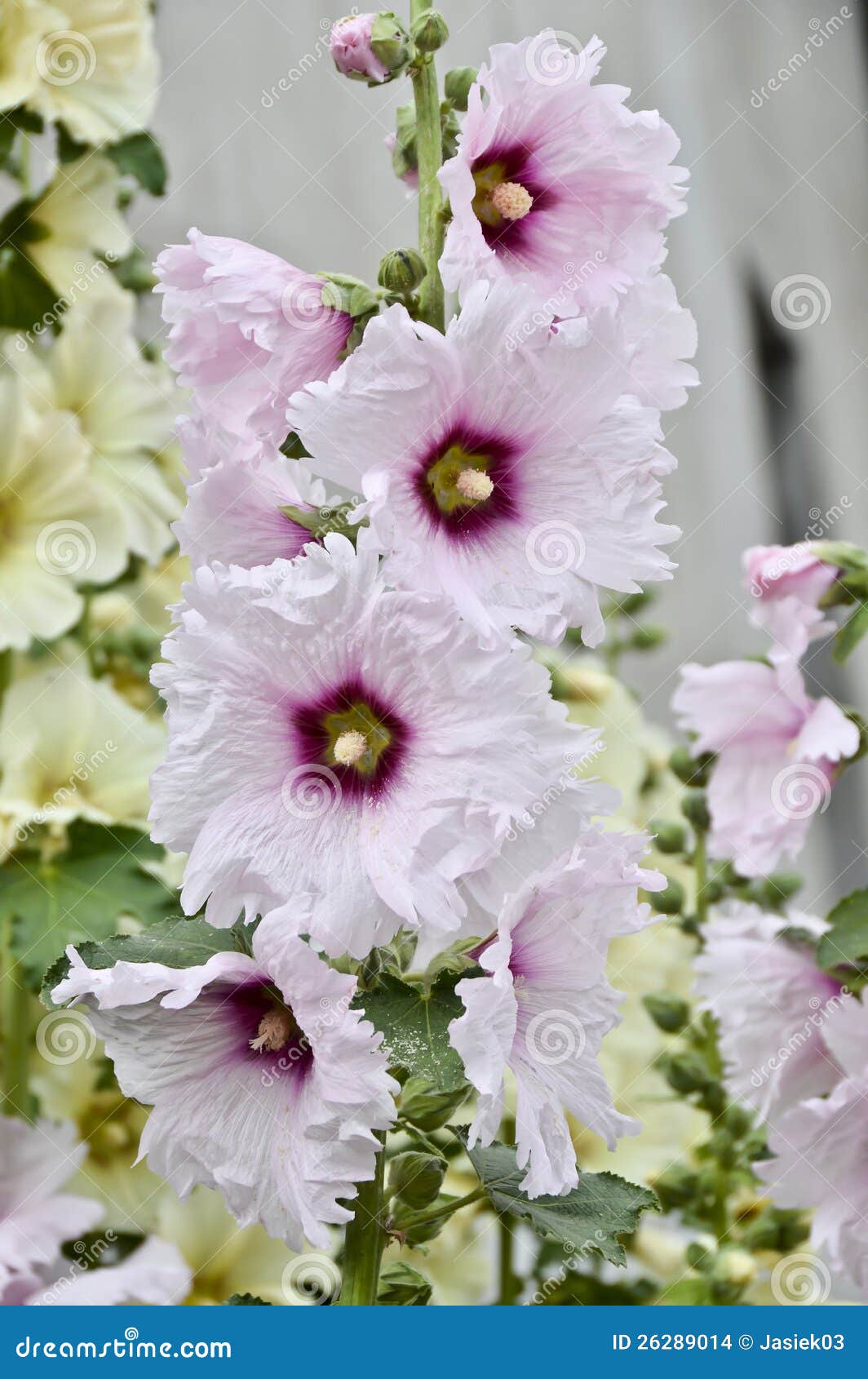 Mallow flower stock photo. Image of pretty, stem, lovely - 26289014