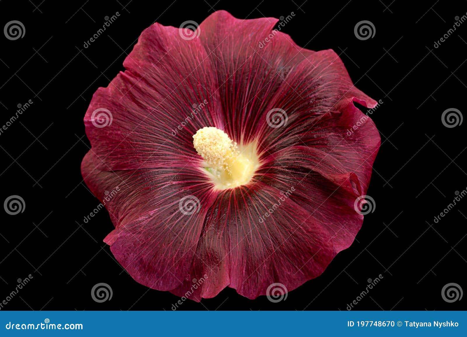 Mallow flower closeup stock photo. Image of petal, mallow - 197748670